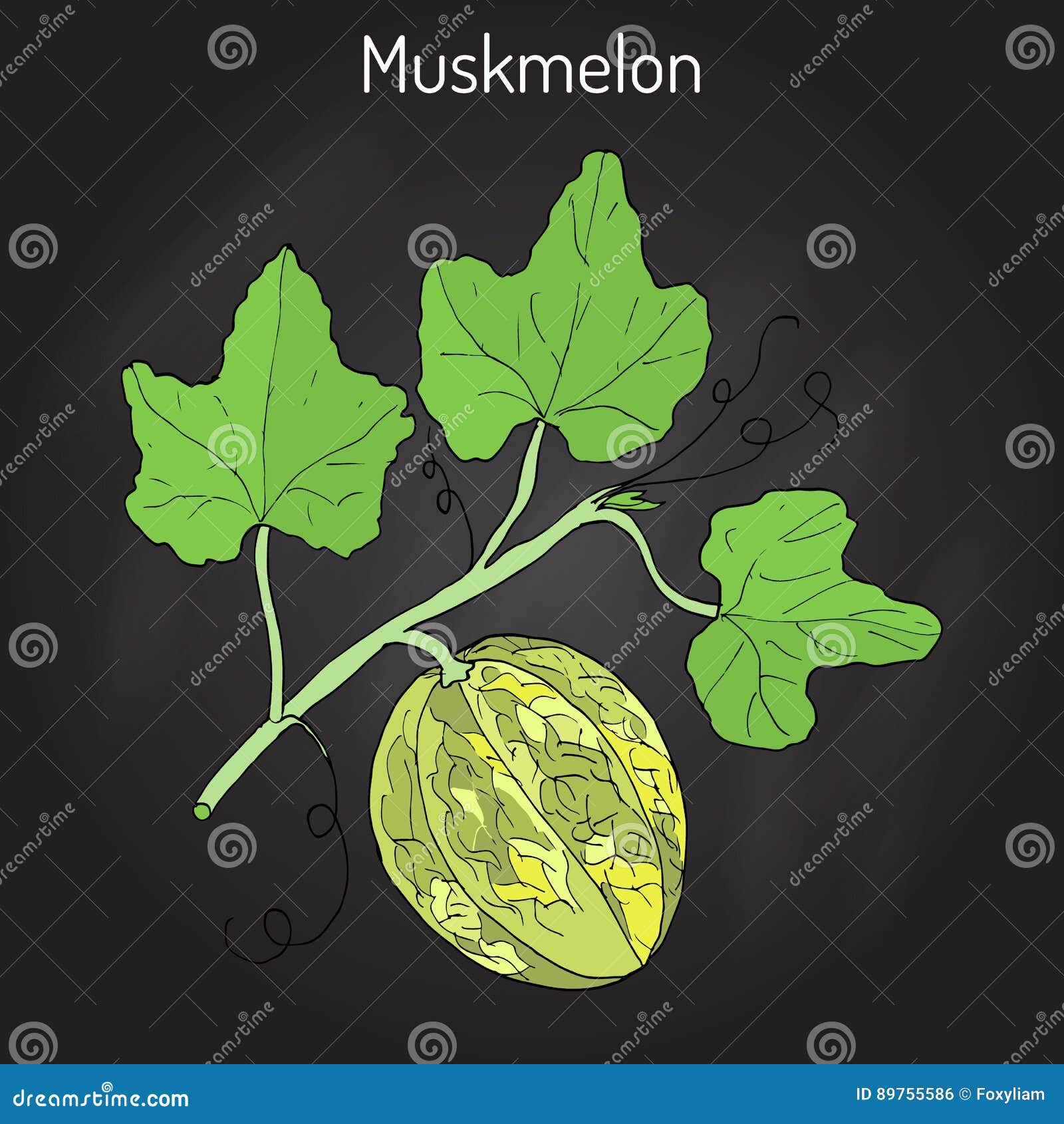 Muskmelon or Cucumis melo stock vector. Illustration of ingredient ...