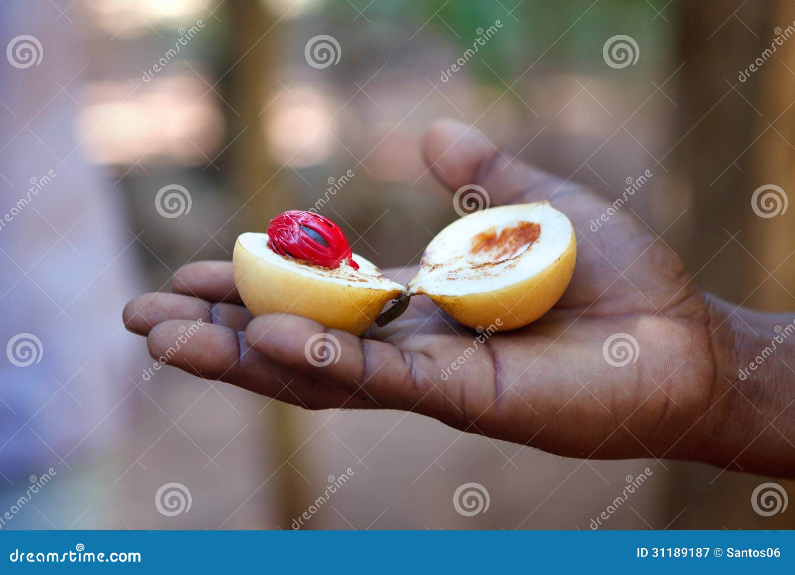 Muskotnöt fotografering för bildbyråer. Bild av krydda - 31189187