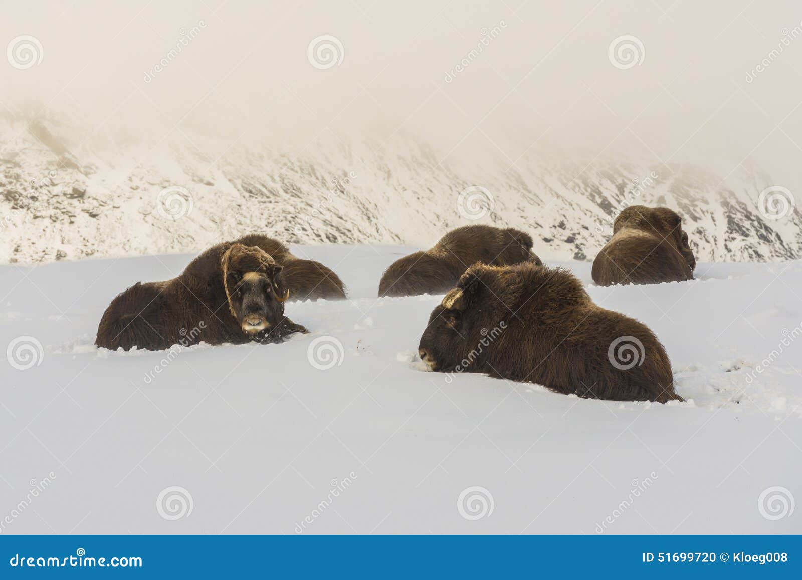 muskox,(第20页)_大山谷图库