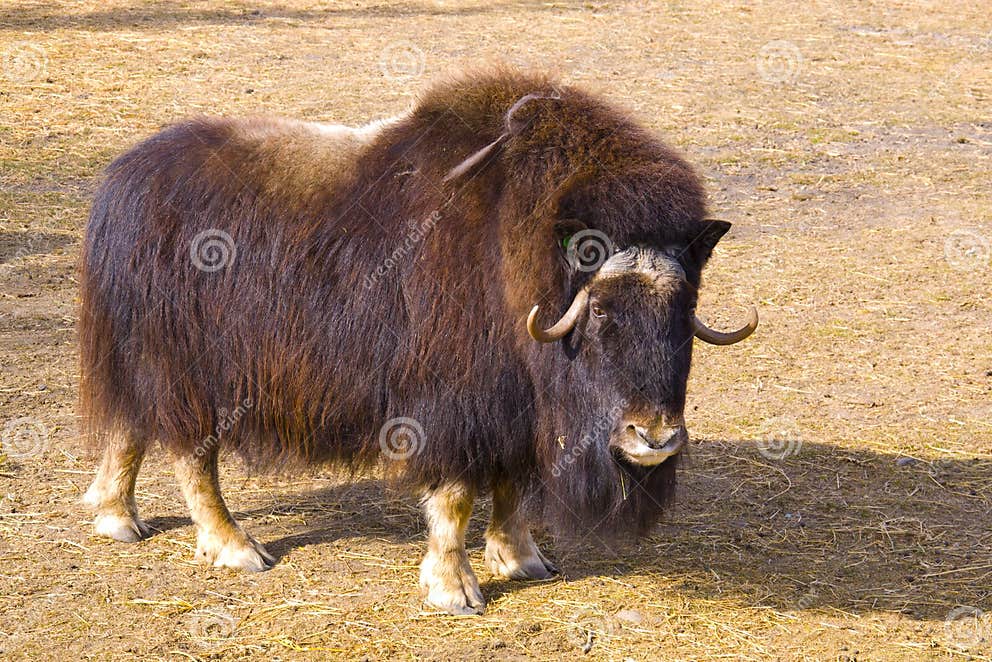 Muskox stock image. Image of frost, cold, animal, hoofed - 14115637