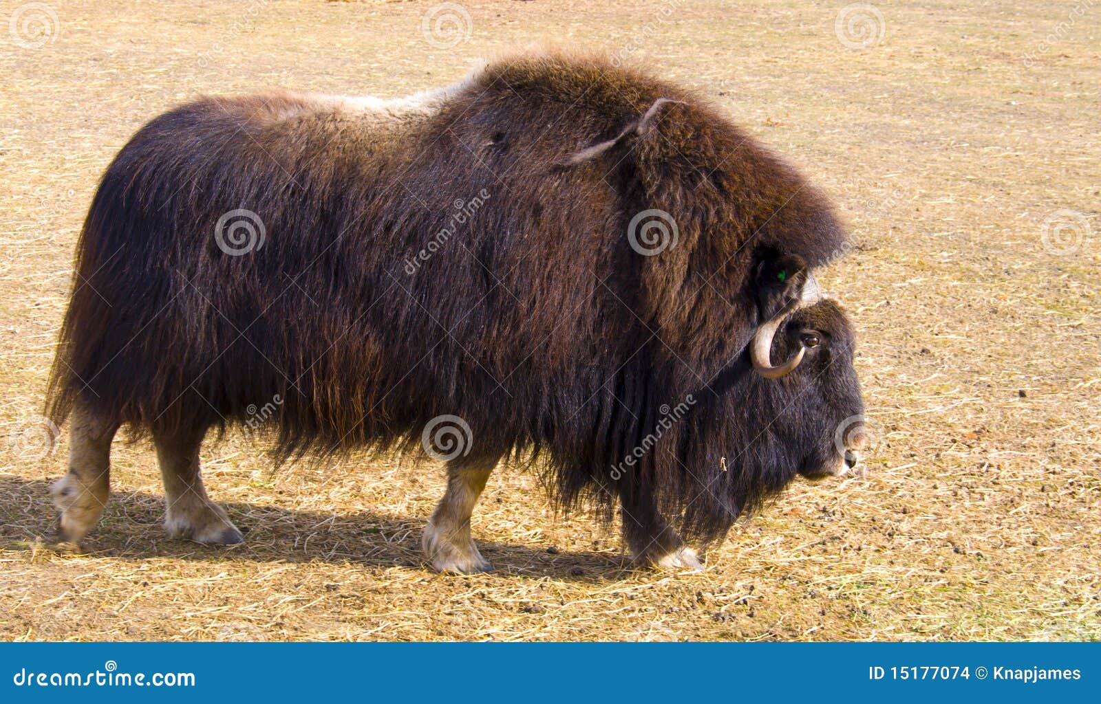 Muskox stock photo. Image of beast, fauna, bull, horned - 15177074