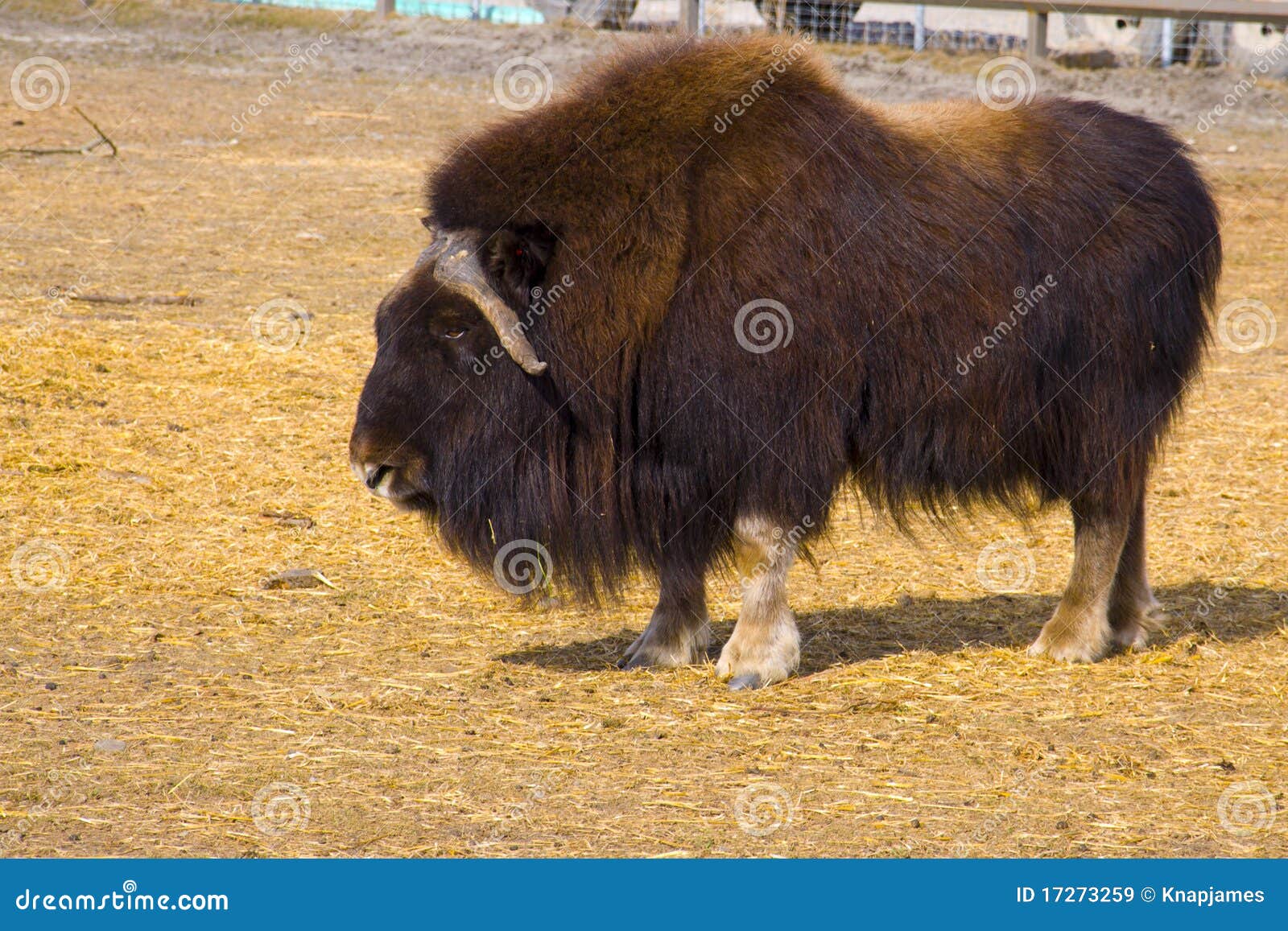 Muskox stock image. Image of muskox, bull, farm, animal - 17273259