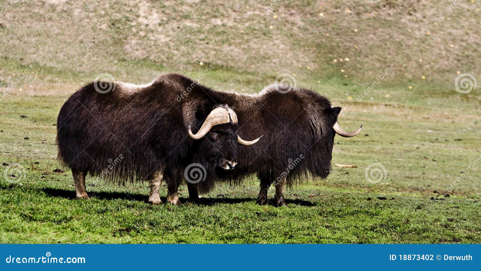 Muskox stock photo. Image of fauna, protection, bovine - 18873402