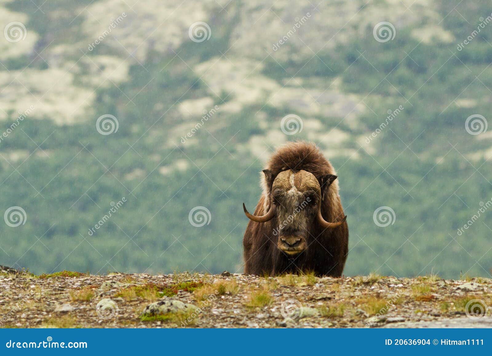 The MuskOx stock photo. Image of defense, hoofed, outdoors - 20636904