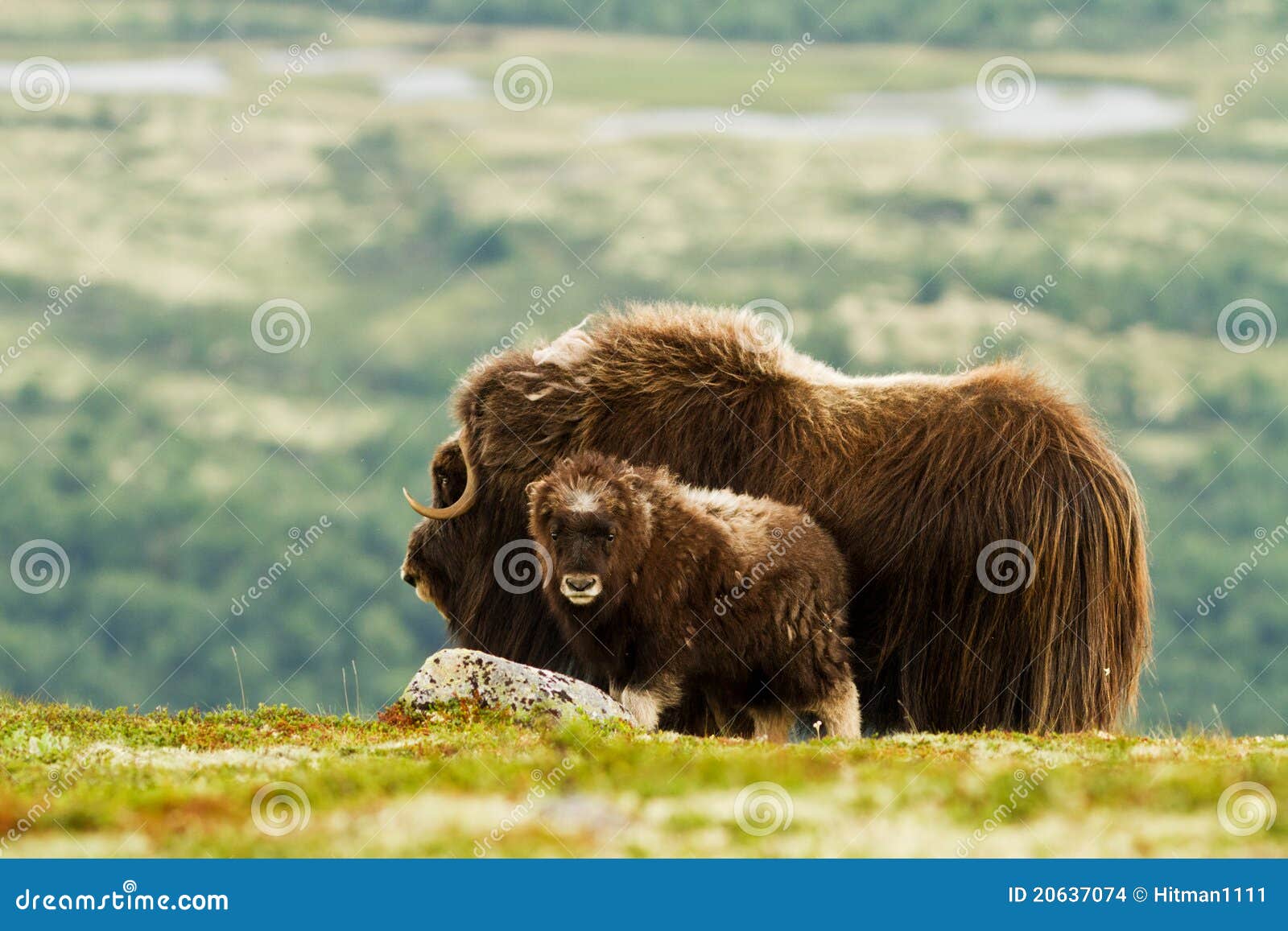 The MuskOx stock photo. Image of face, nature, running - 20637074