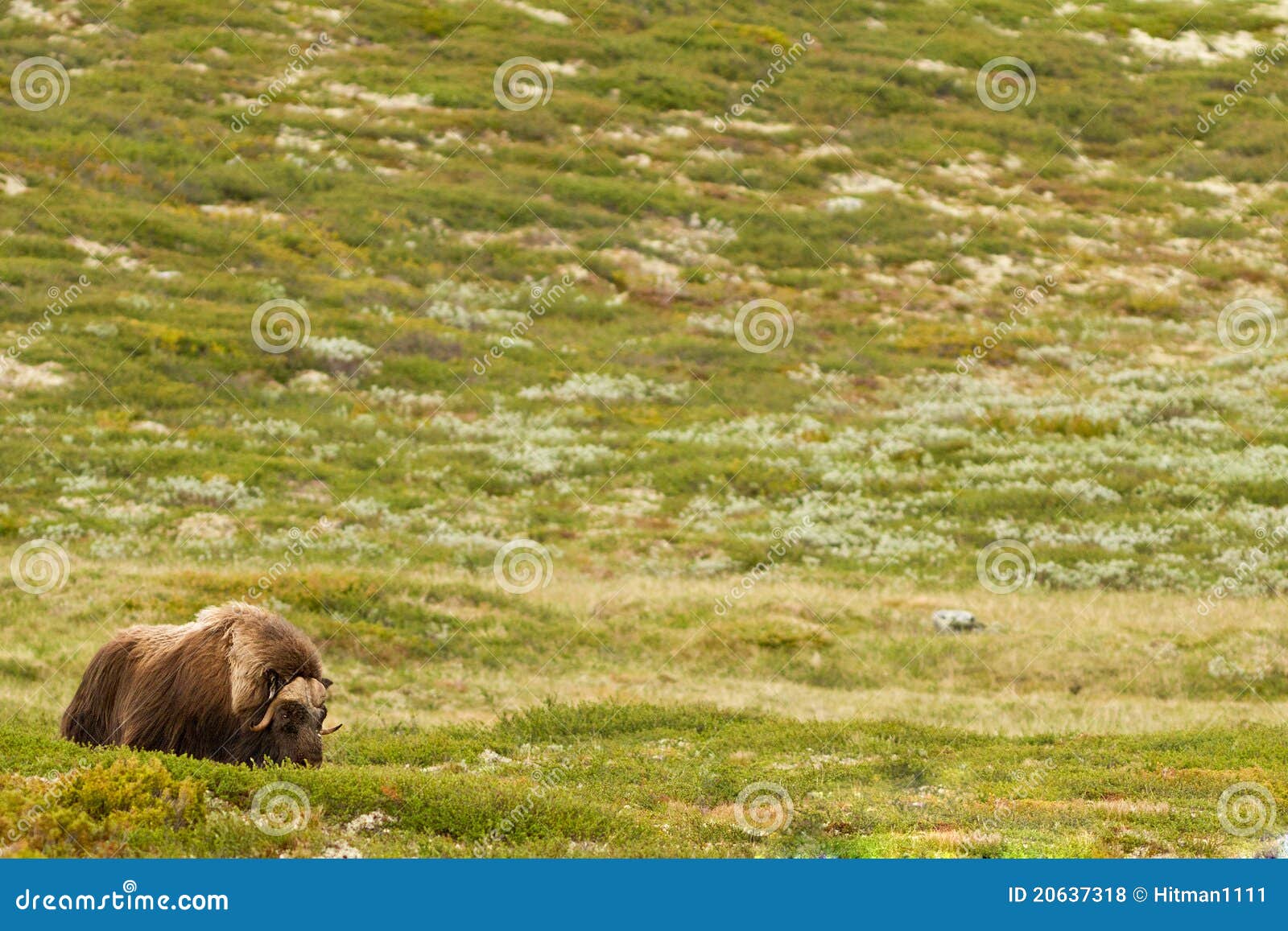 muskox,(第18页)_大山谷图库