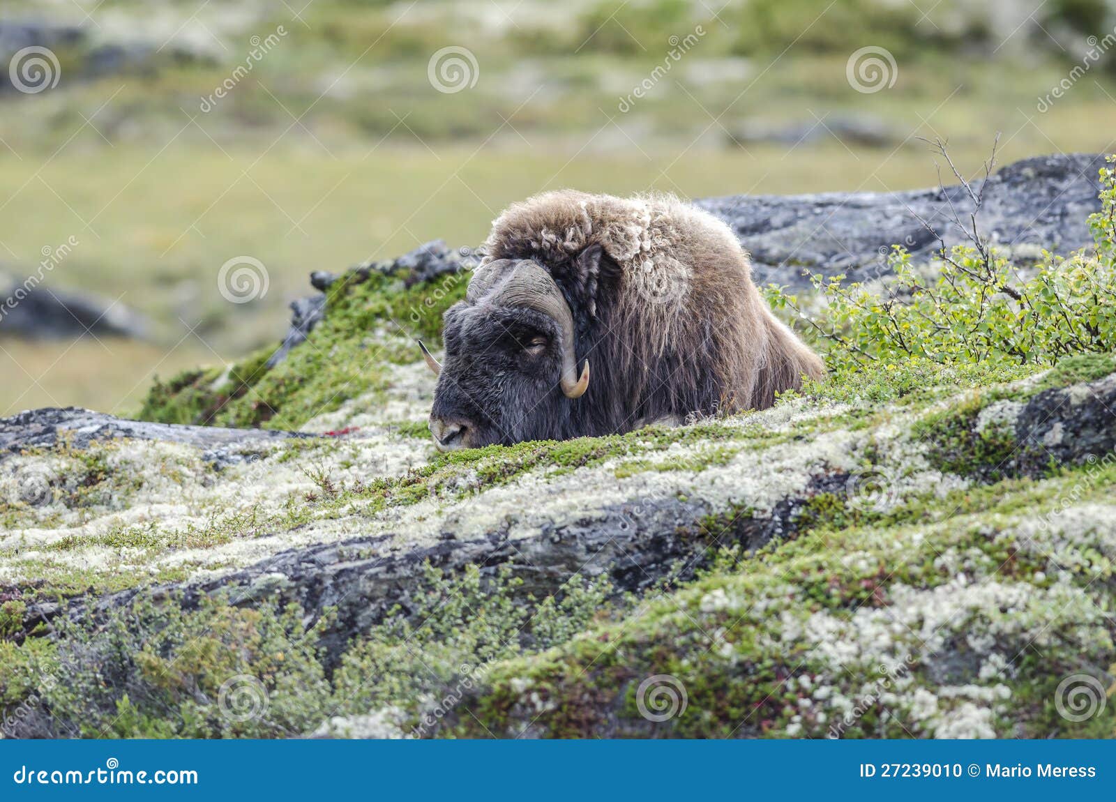 Muskox fotografia stock. Immagine di roccie, corni, muschio - 27239010
