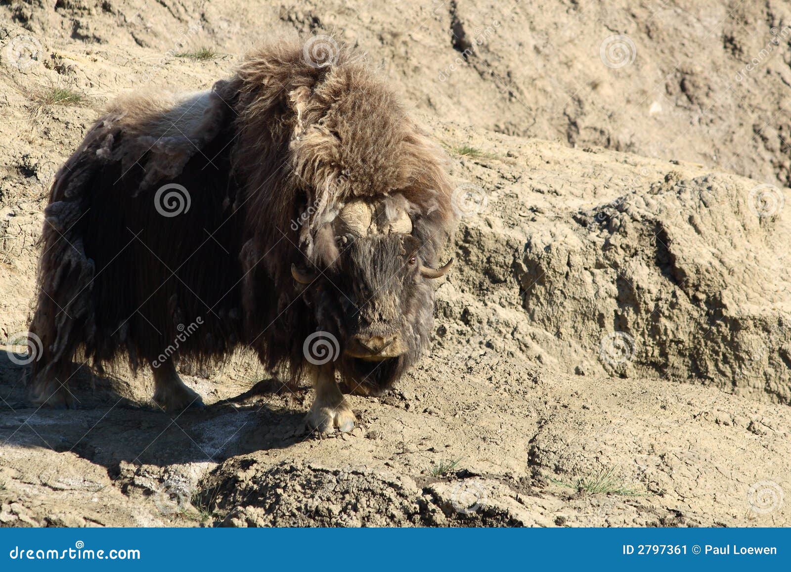 Muskox stock image. Image of horns, brown, muskox, wildlife - 2797361