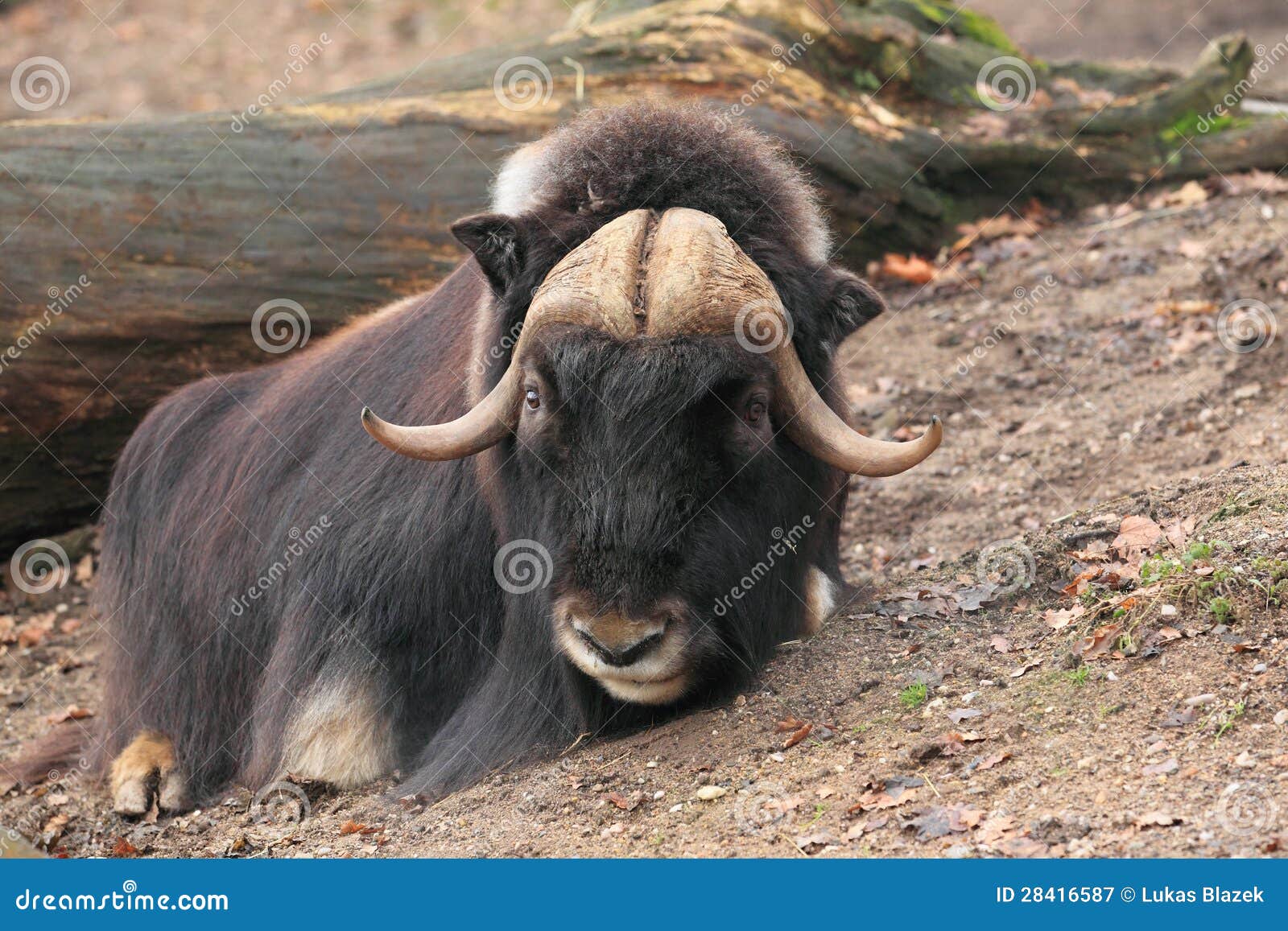 Muskox stock image. Image of soil, bovid, moschatus, musk - 28416587