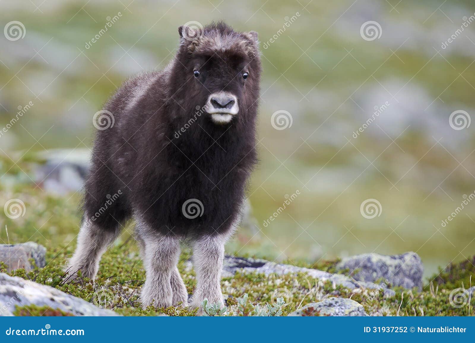 muskox,(第20页)_大山谷图库