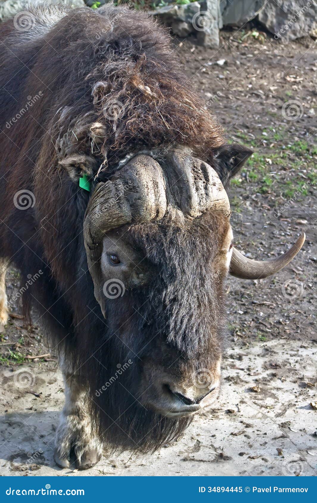muskox,(第18页)_大山谷图库