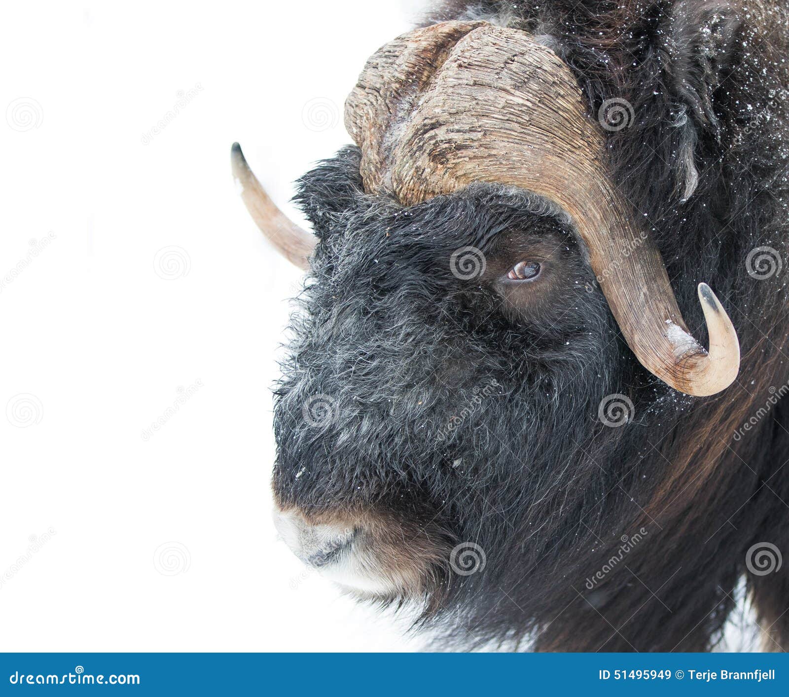 muskox,(第18页)_大山谷图库