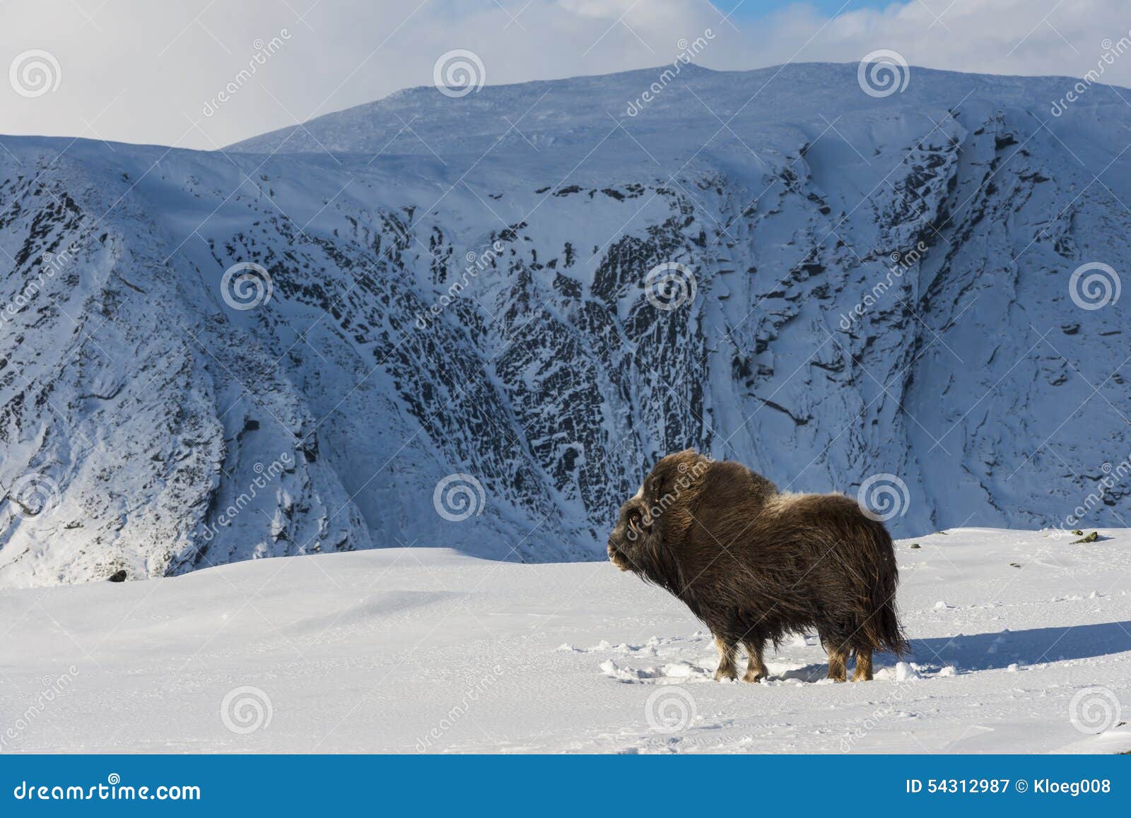 muskox,(第18页)_大山谷图库