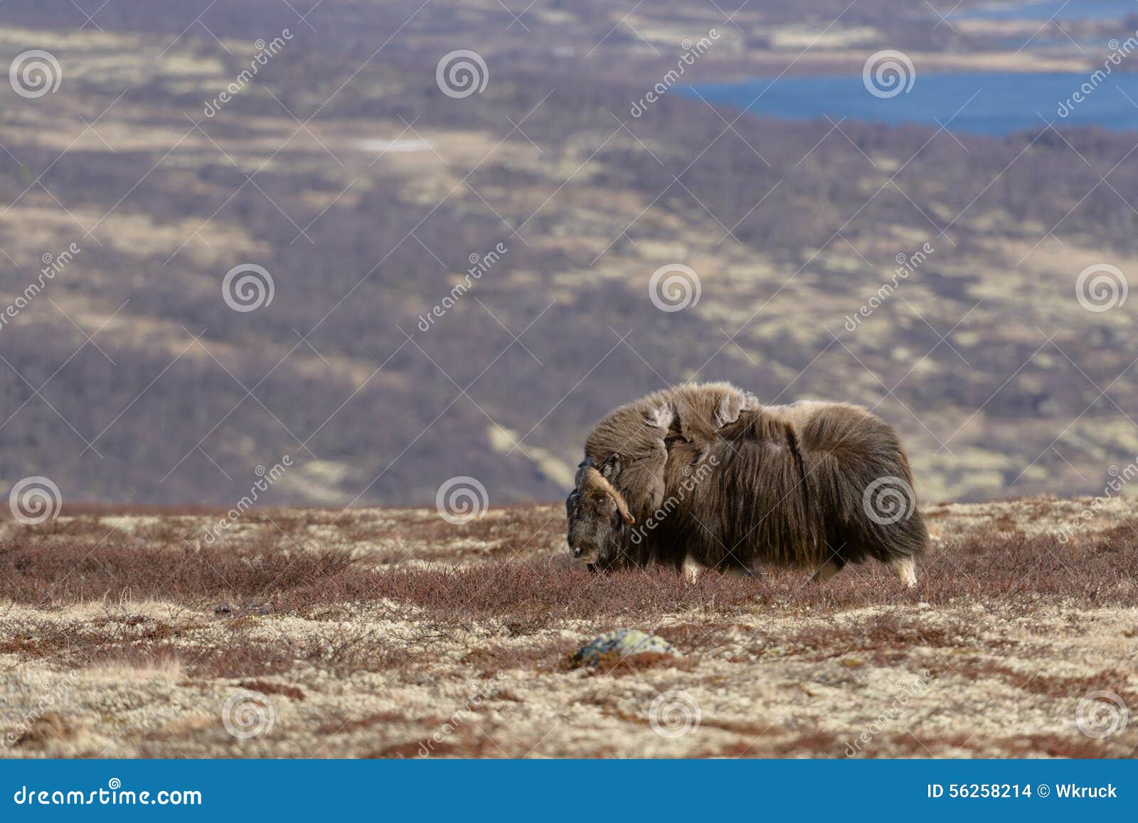 muskox,(第20页)_大山谷图库