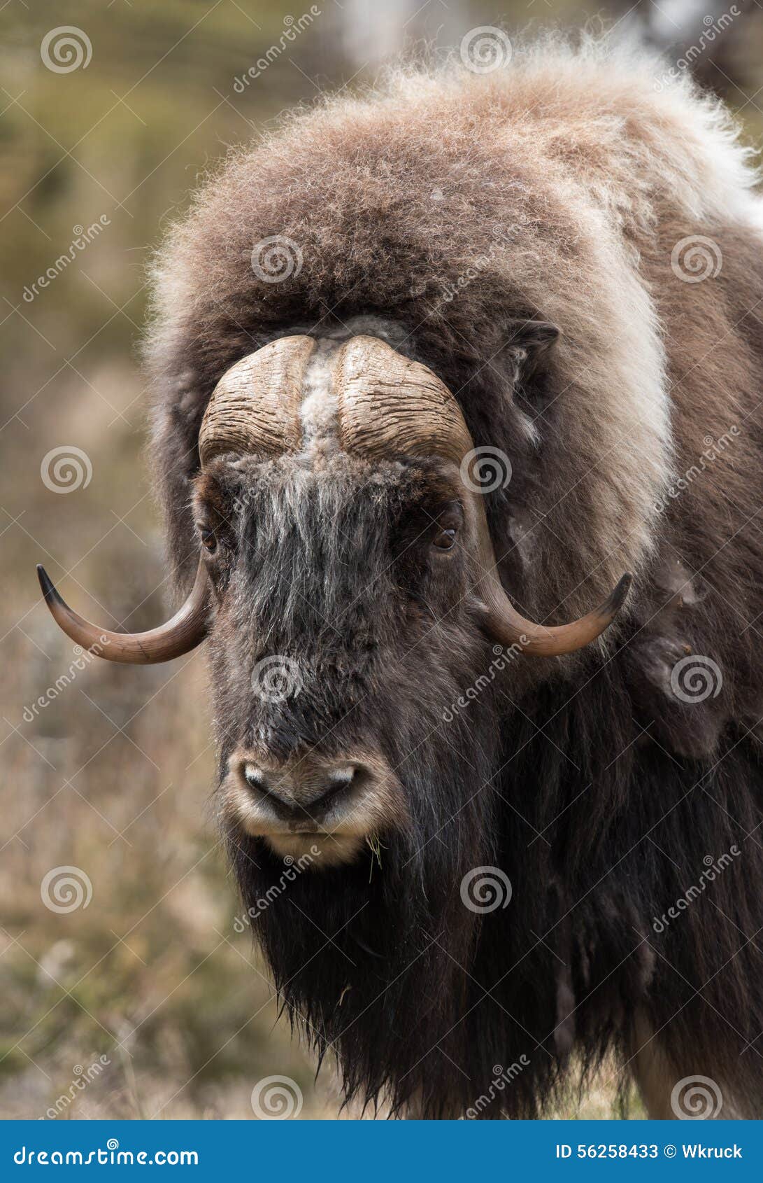 muskox,(第20页)_大山谷图库