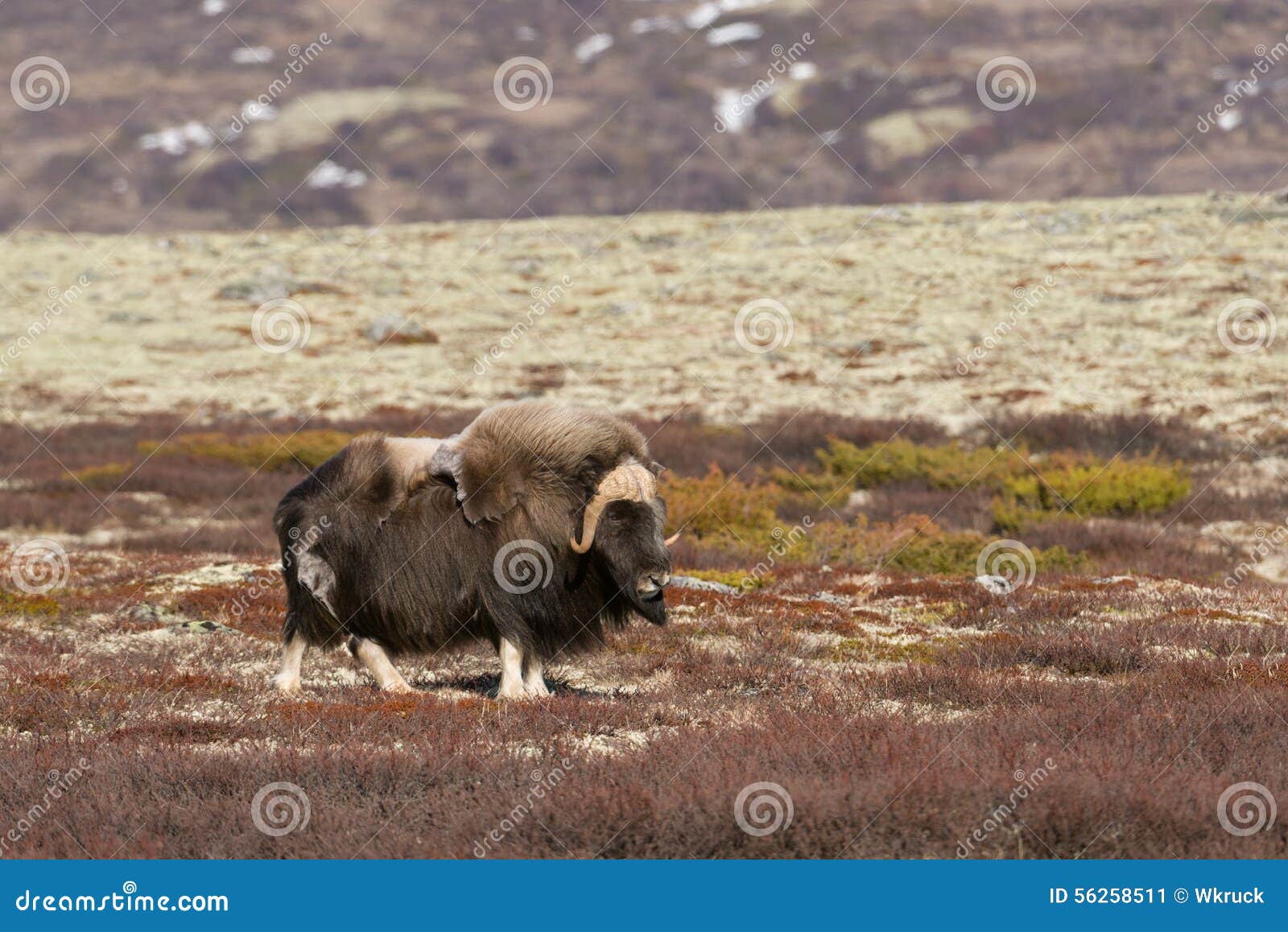 muskox,(第18页)_大山谷图库