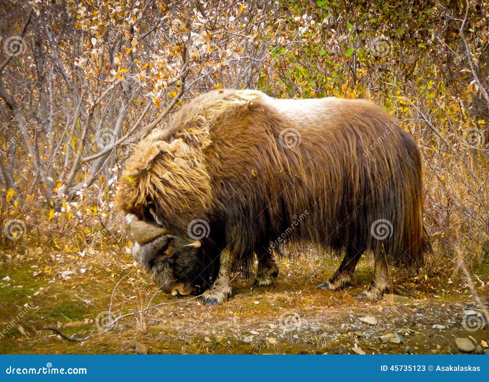 Muskox in Alaska stock image. Image of wild, travel, america - 45735123