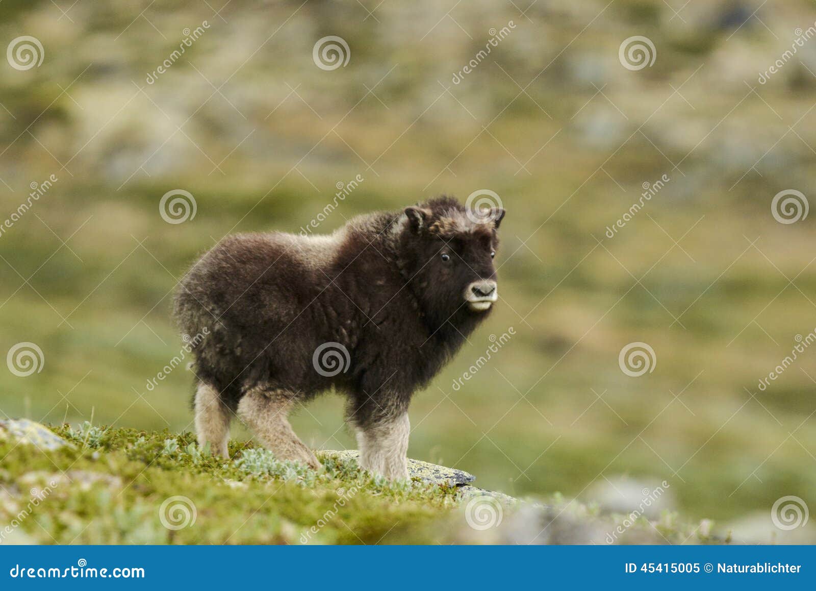 Muskox Calf