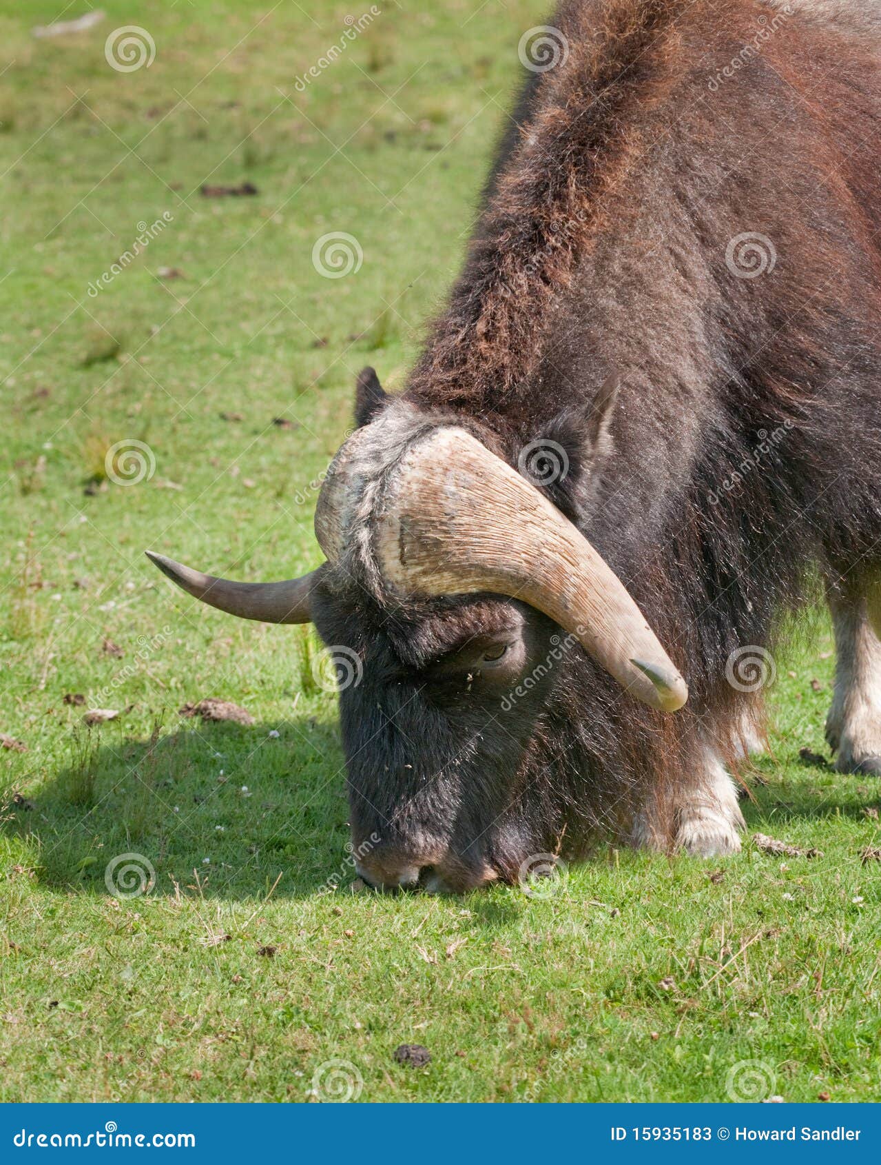 Muskox close up stock image. Image of endangered, close - 15935183