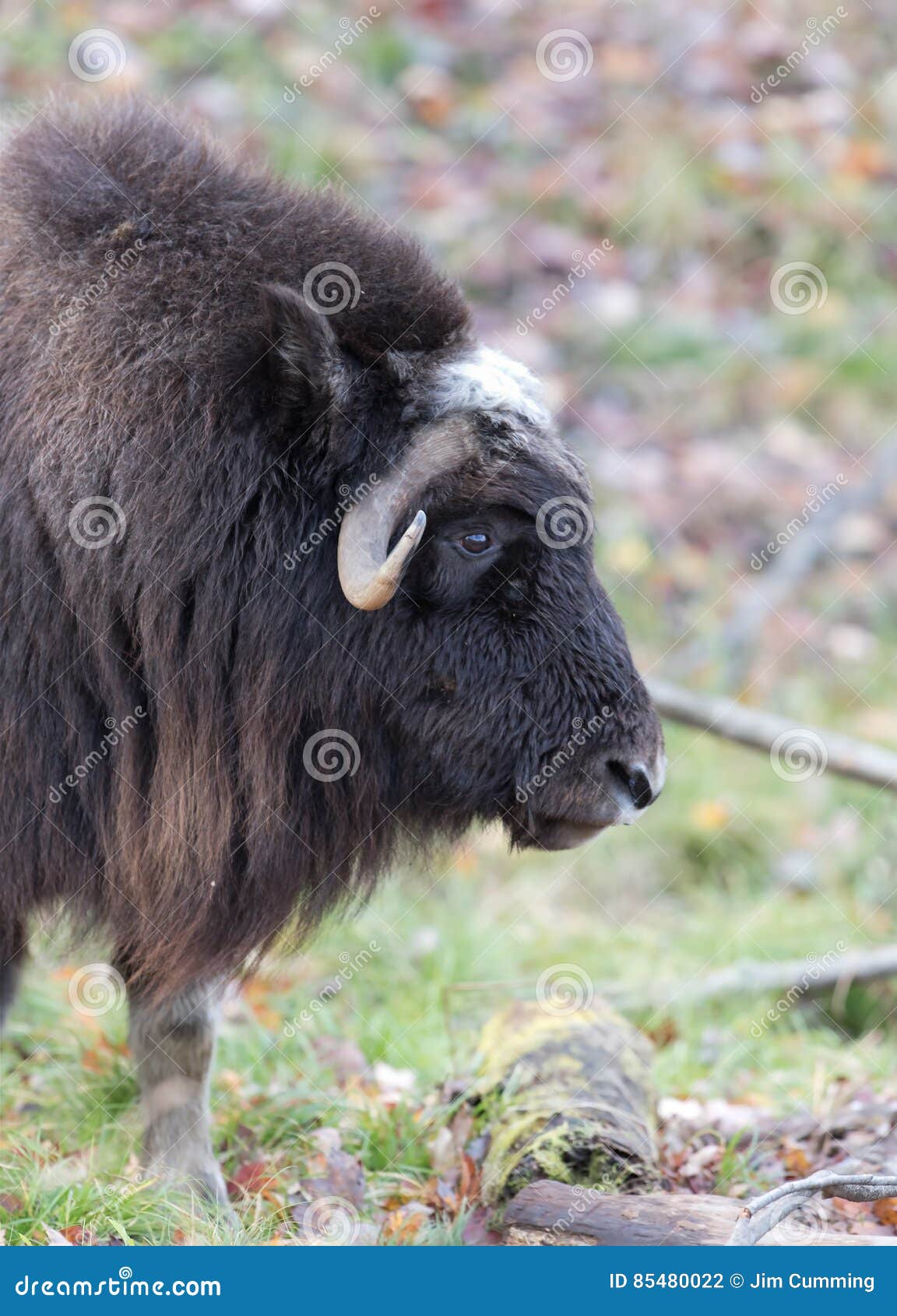 Muskox closeup stock photo. Image of giant, power, muskox - 85480022