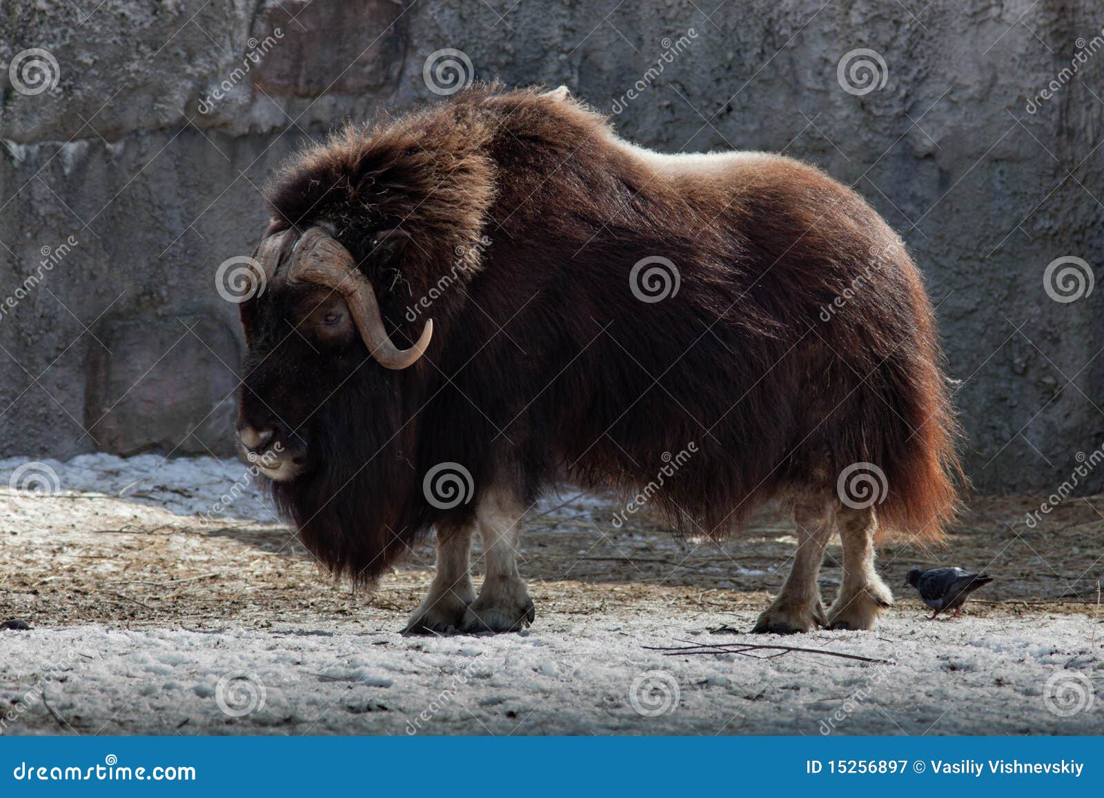 Muskox, Moschatus Do Ovibos Imagem de Stock - Imagem de animal, chifre ...
