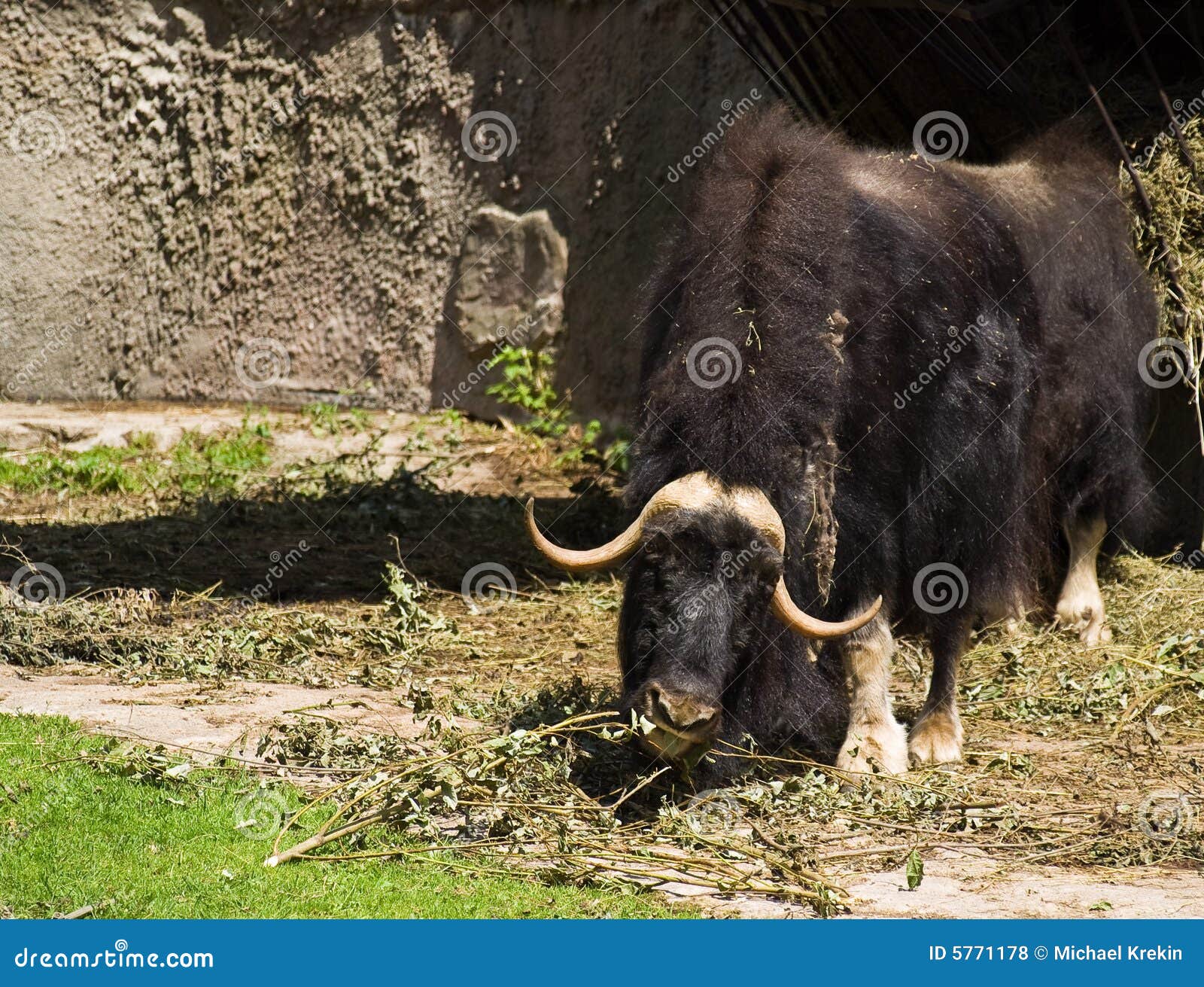 Muskox (moschatus Do Ovibos) Foto de Stock - Imagem de marrom, ungulado ...