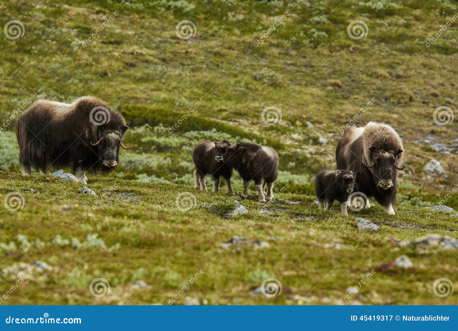 Muskox at Mountains in Norway Stock Image - Image of season, norway ...