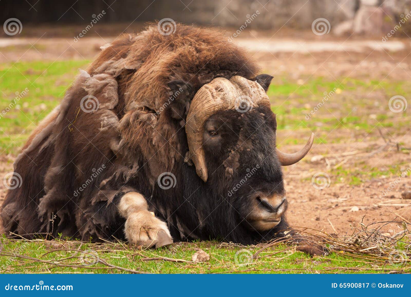 Muskox Ovibos Moschatus With A Black Background Stock Image ...