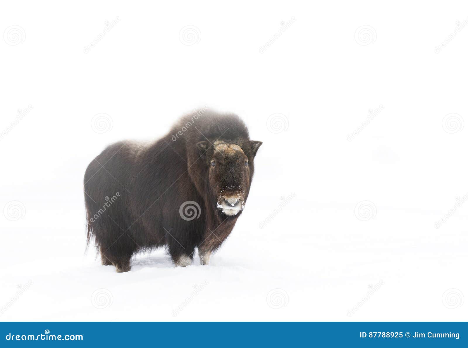 Muskox Standing in the Snow Stock Image - Image of horned, hair: 87788925