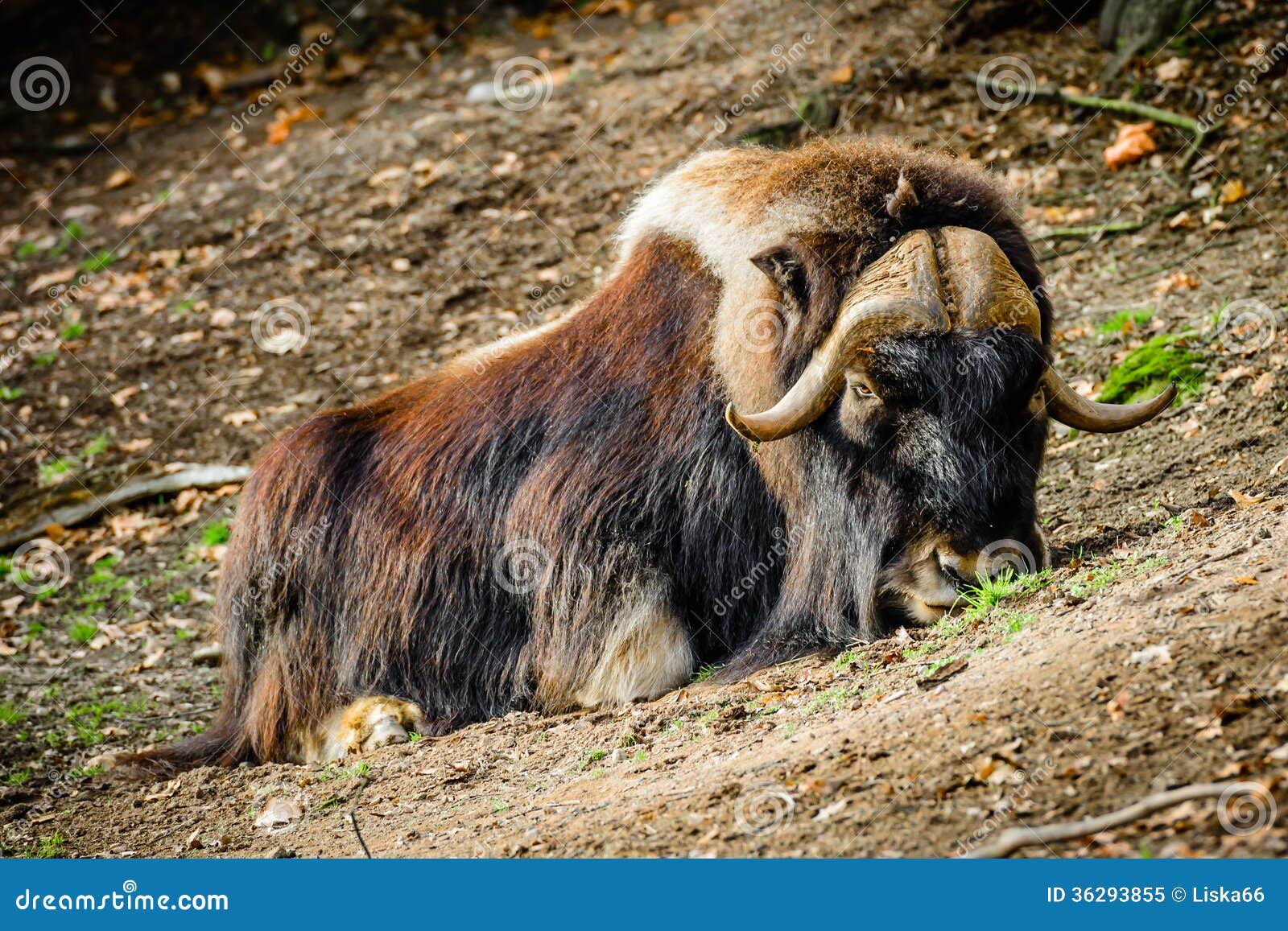 Muskox stock image. Image of greenland, forest, polar - 36293855