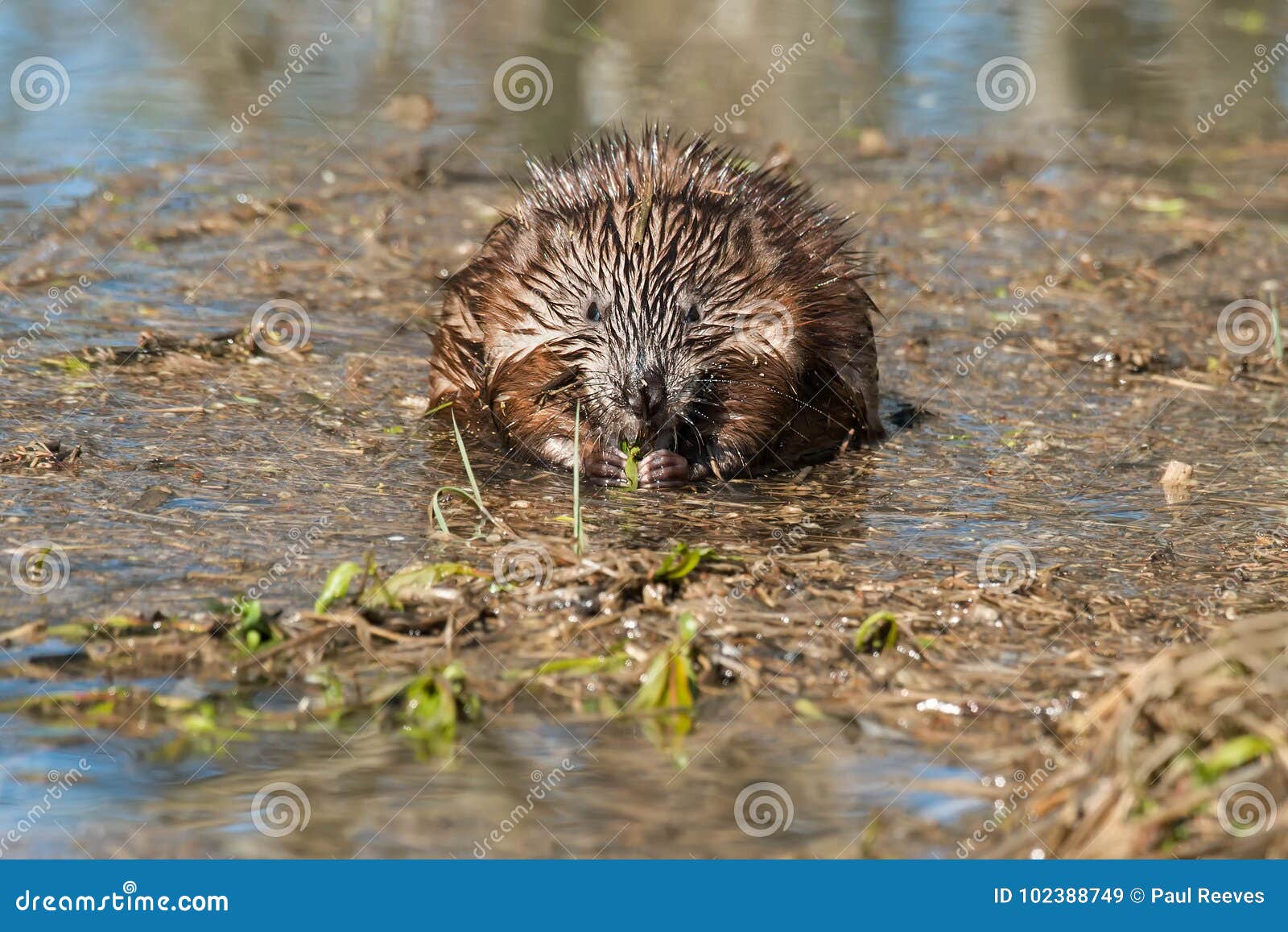 Muskrat imagen de archivo. Imagen de afuera, ambiental - 102388749