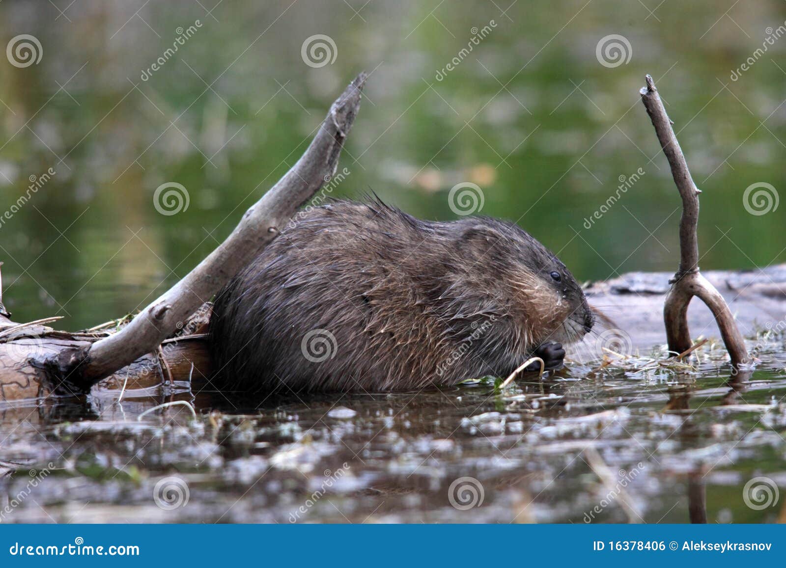 Muskrat Royalty Free Stock Image - Image: 16378406