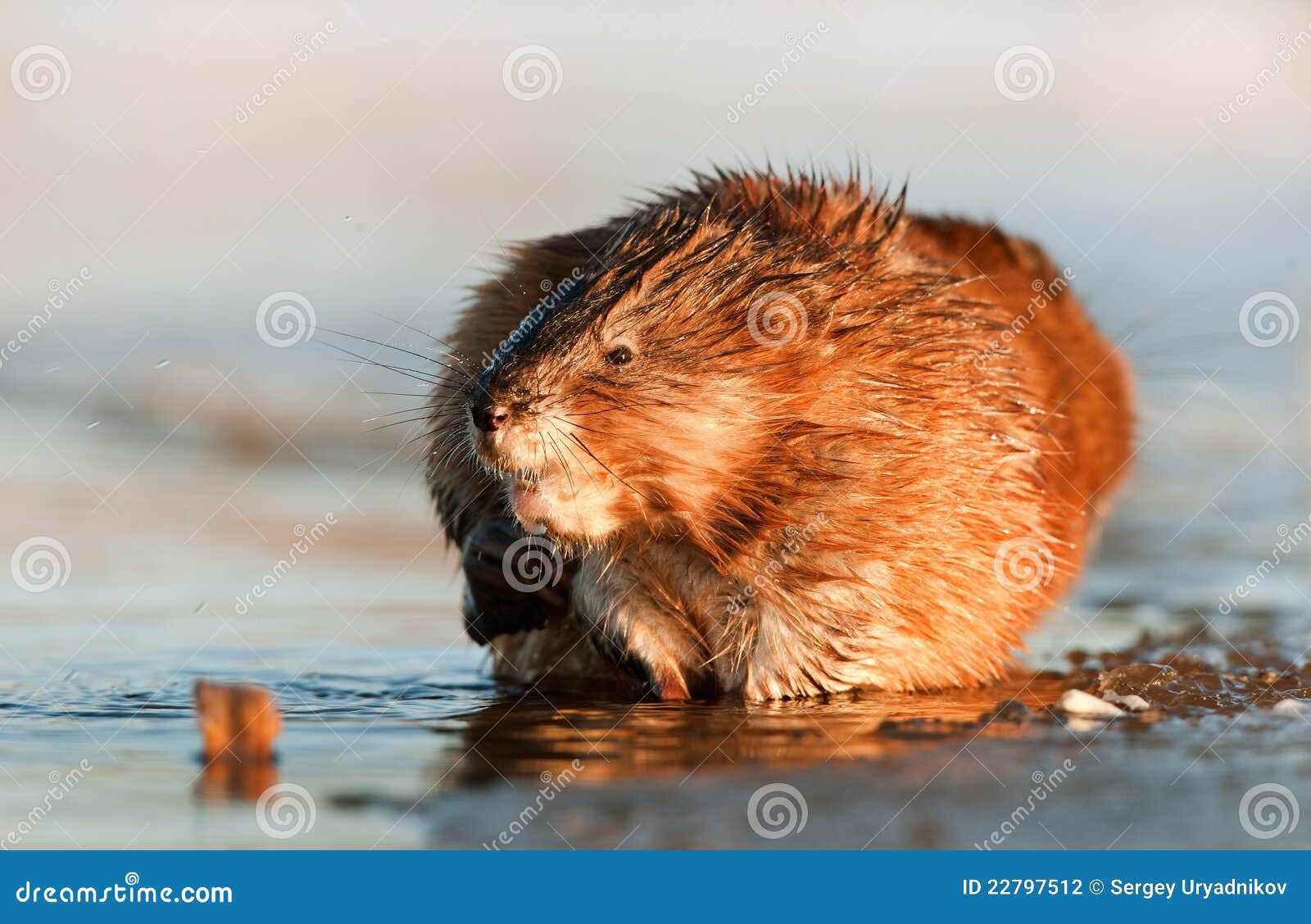 Muskrat stock photo. Image of evening, pond, marsh, morning - 22797512