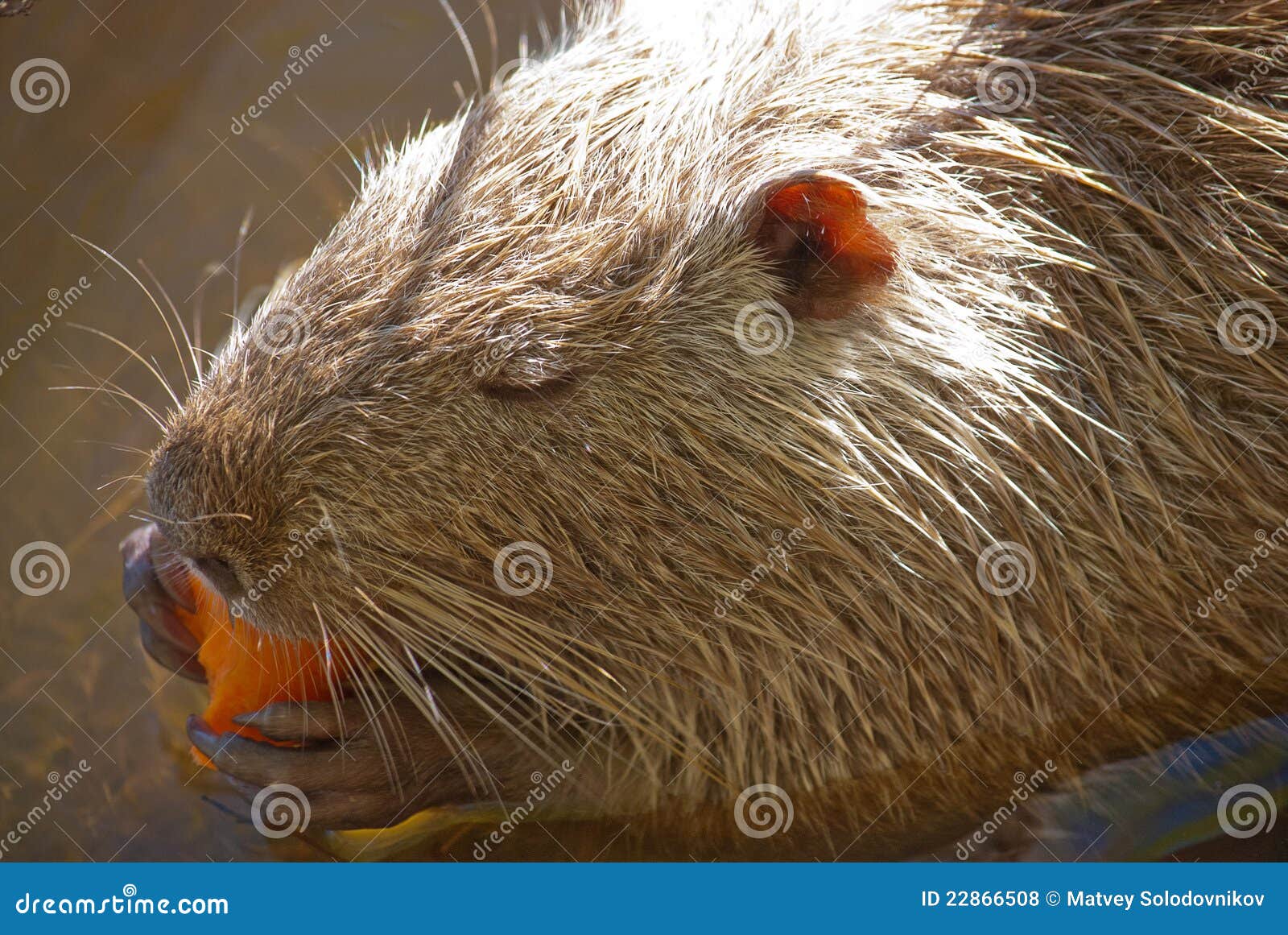 Muskrat stock photo. Image of animals, fall, musquash - 22866508