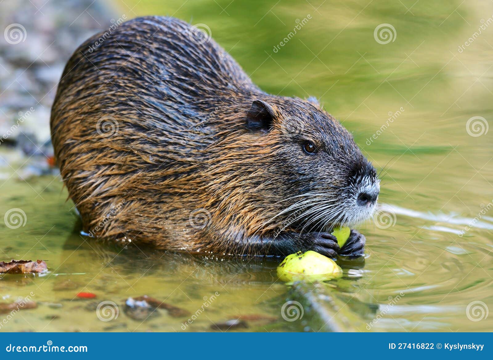 Muskrat stock photo. Image of river, furry, carrying - 27416822
