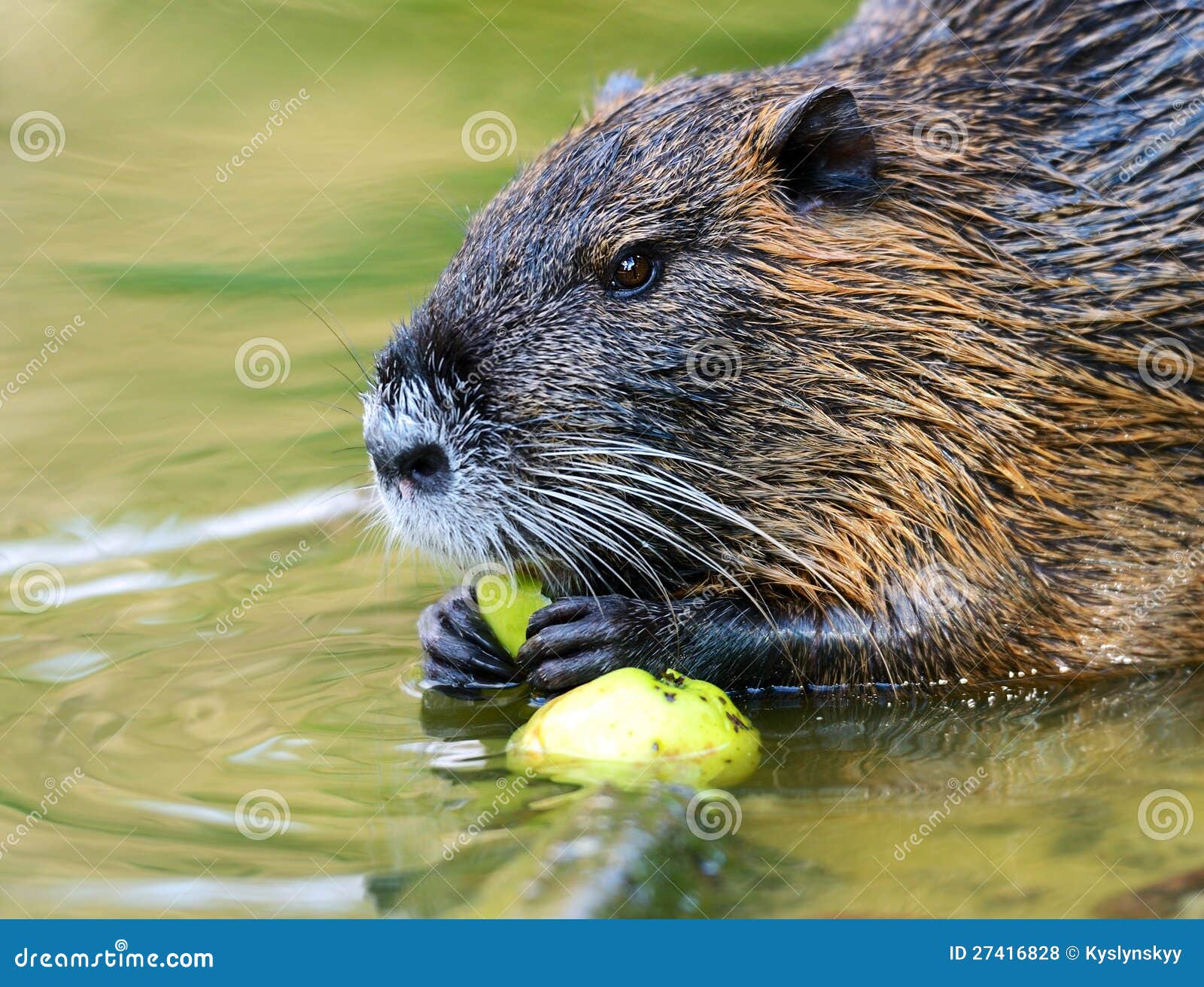 Muskrat stock photo. Image of muskrat, coupu, liquid - 27416828