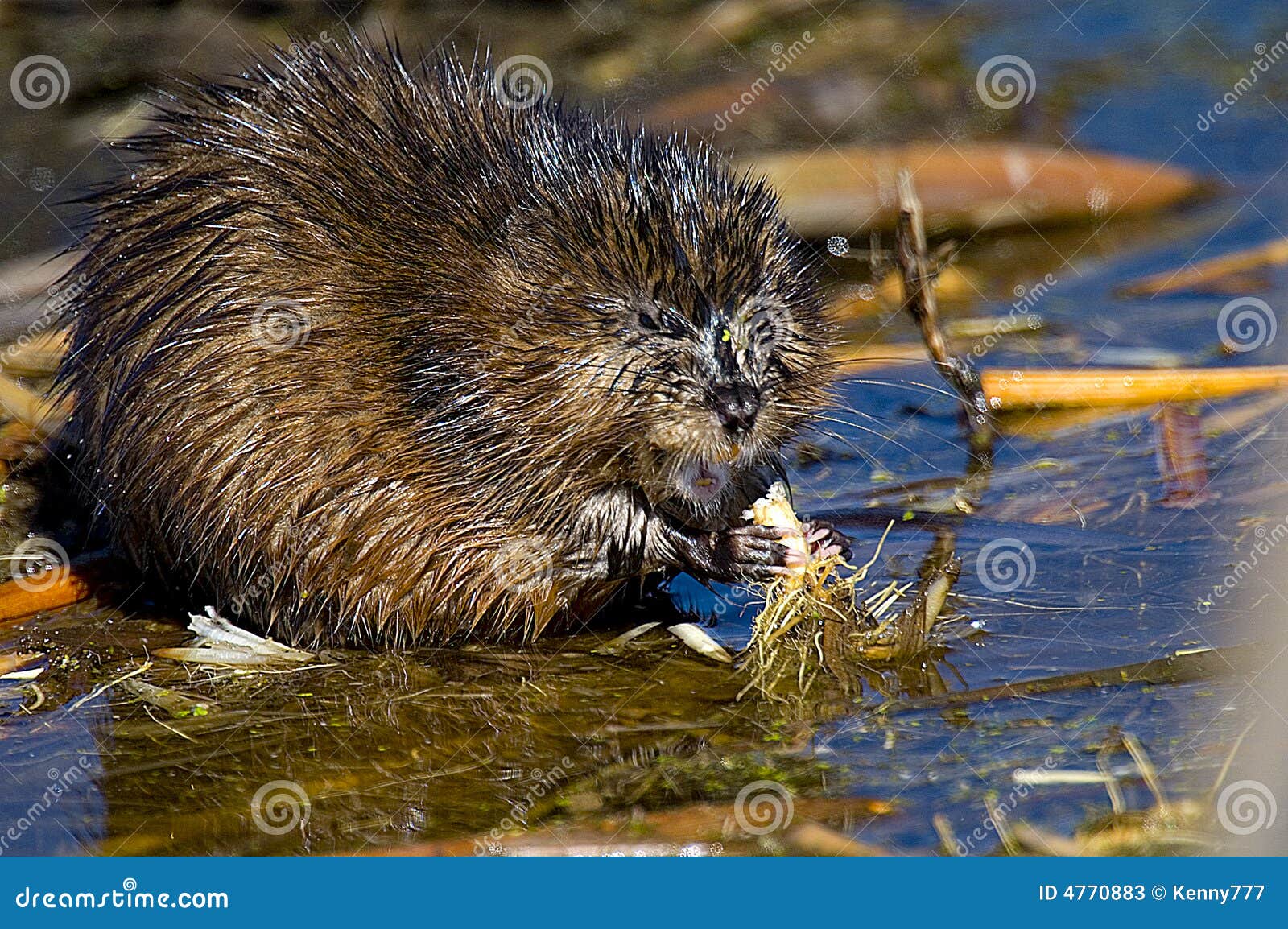 Muskrat stock image. Image of swamps, wildlife, furry - 4770883