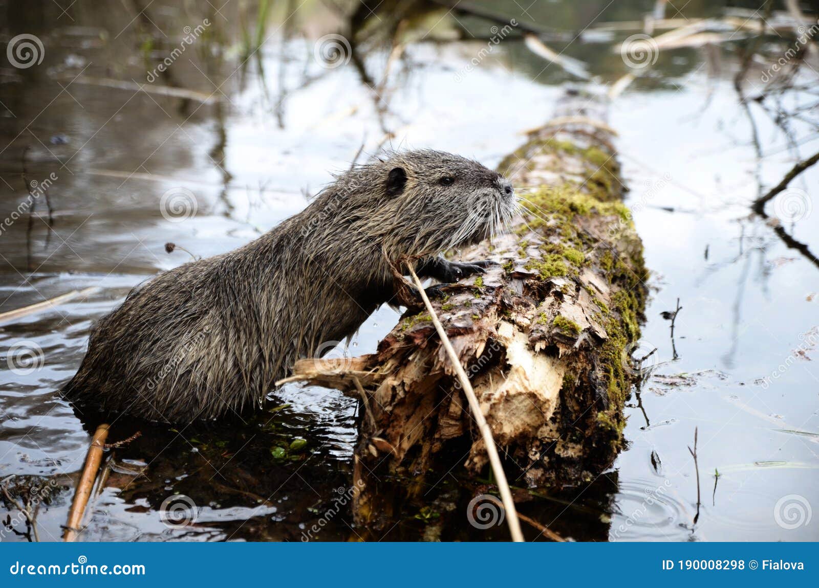 Muskrat that Crawls through the through the Sunken Tree Trunk Stock ...