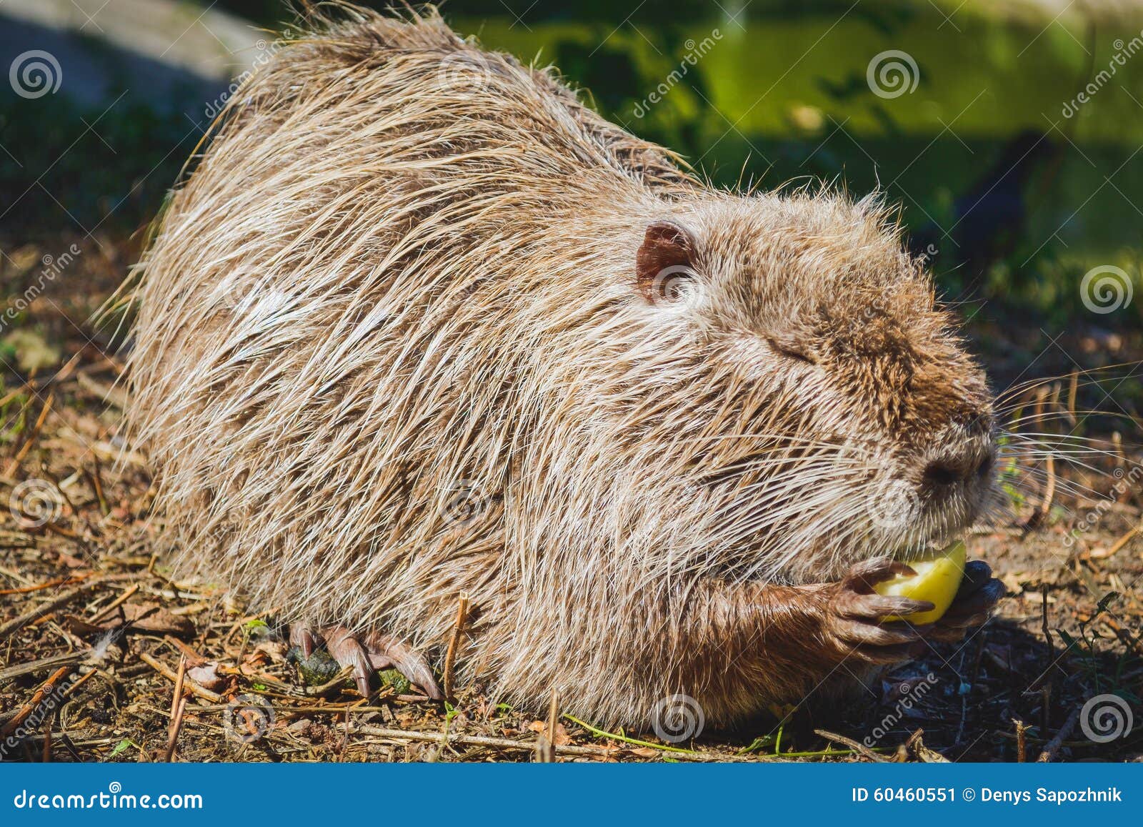 Muskrat Eating Fish Royalty-Free Stock Photo | CartoonDealer.com #97082805