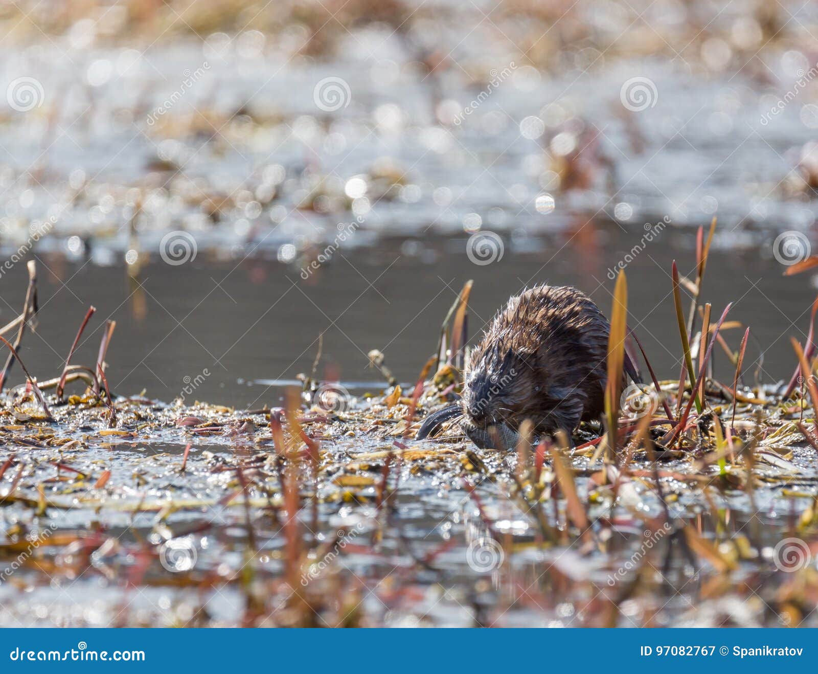Muskrat Eating Fish Royalty-Free Stock Photo | CartoonDealer.com #97082805