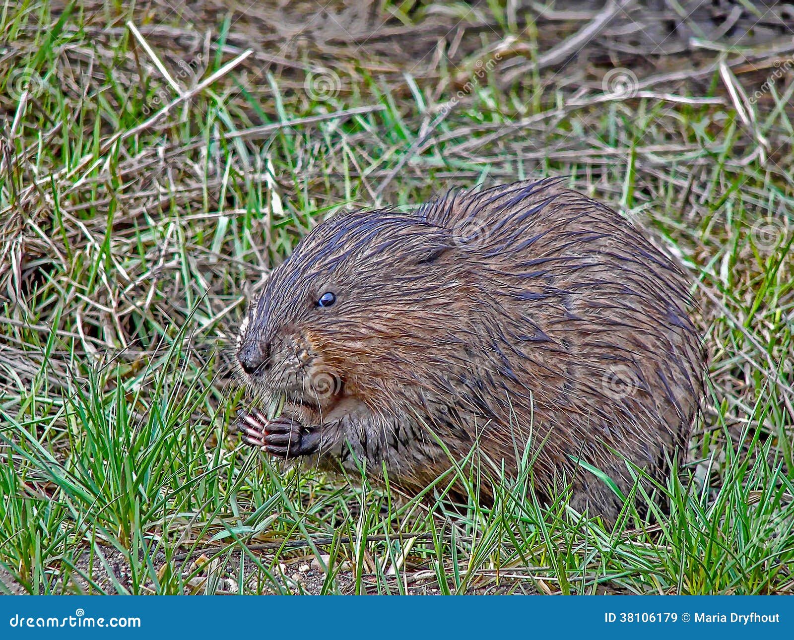 Muskrat eating grass stock image. Image of season, foliage - 38106179