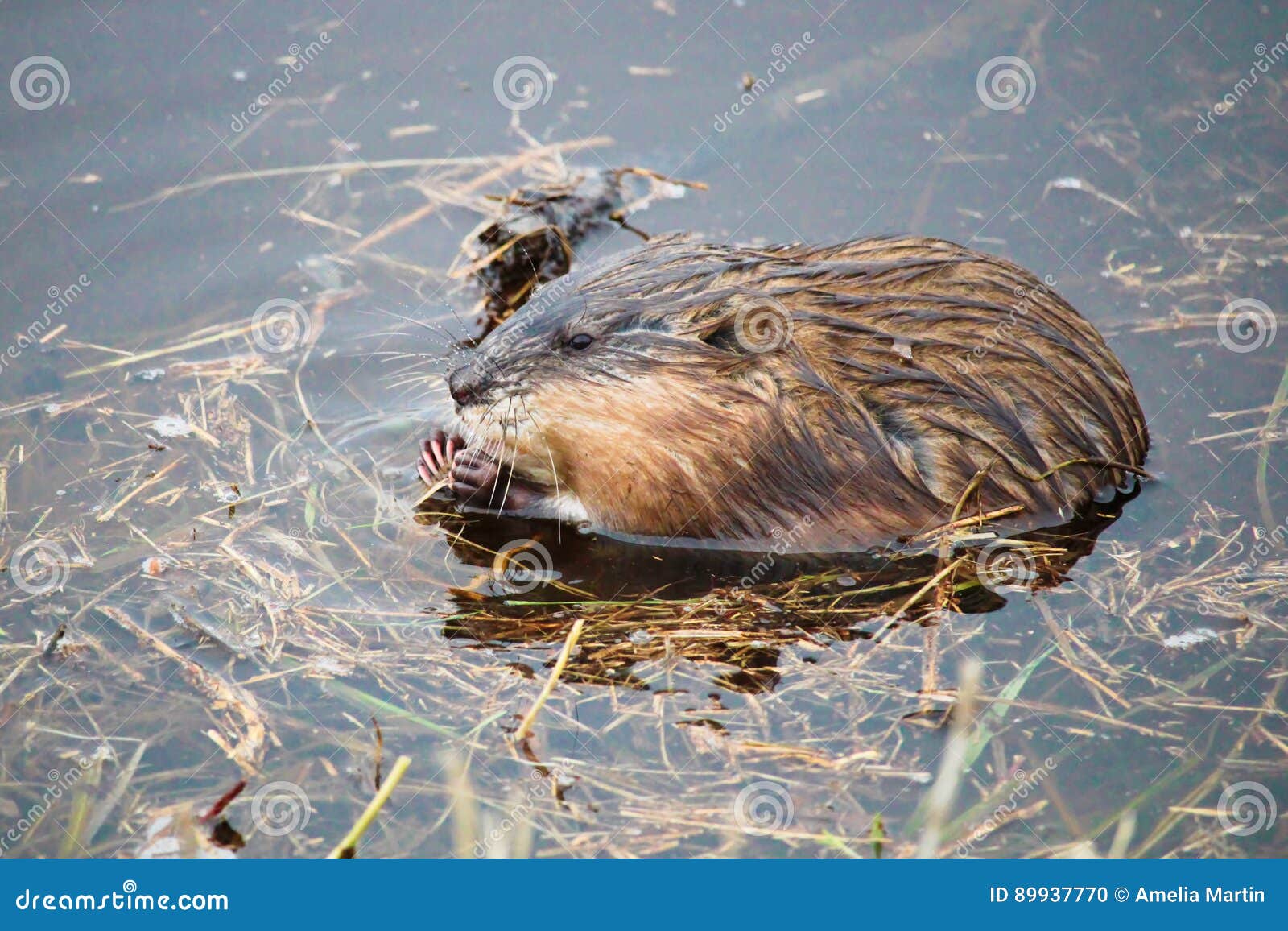 Muskrat Eating Grass in Water Stock Photo - Image of musquash, omnivore ...