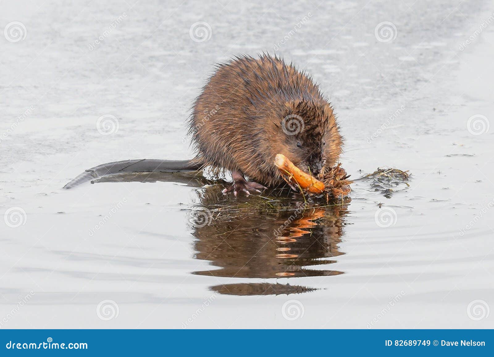 Muskrat eating root stock image. Image of sitting, nature - 82689749