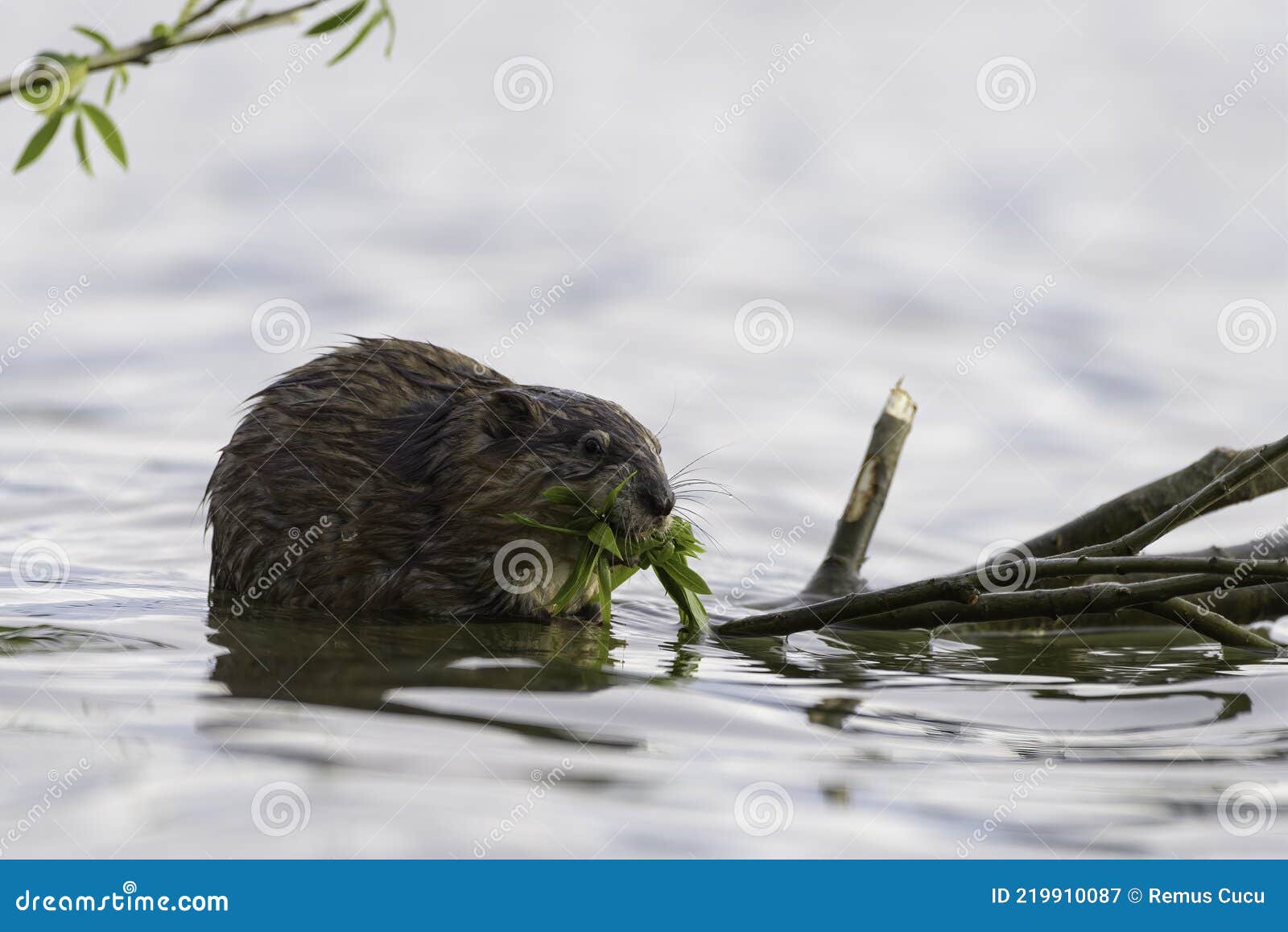Muskrat Eating while Standing on a Log in the Water Stock Image - Image ...