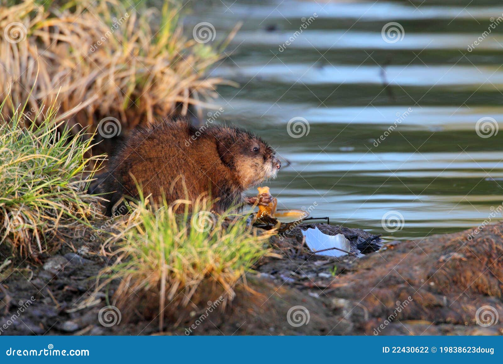 Muskrat Feeding stock photo. Image of water, alaska, wildlife - 22430622
