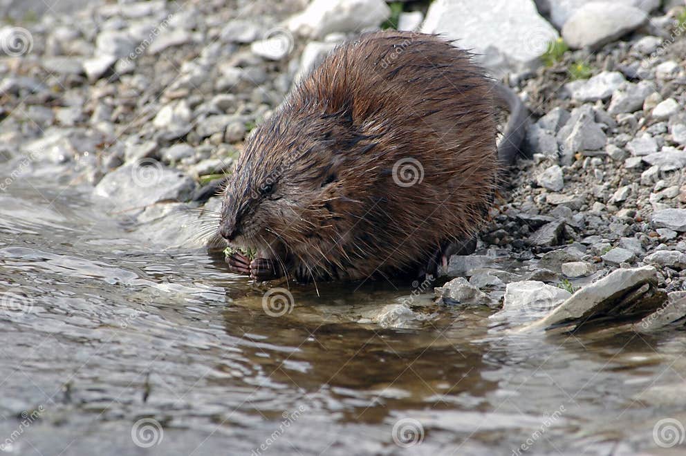 Muskrat Feeding stock photo. Image of beaver, muskrat - 2273236