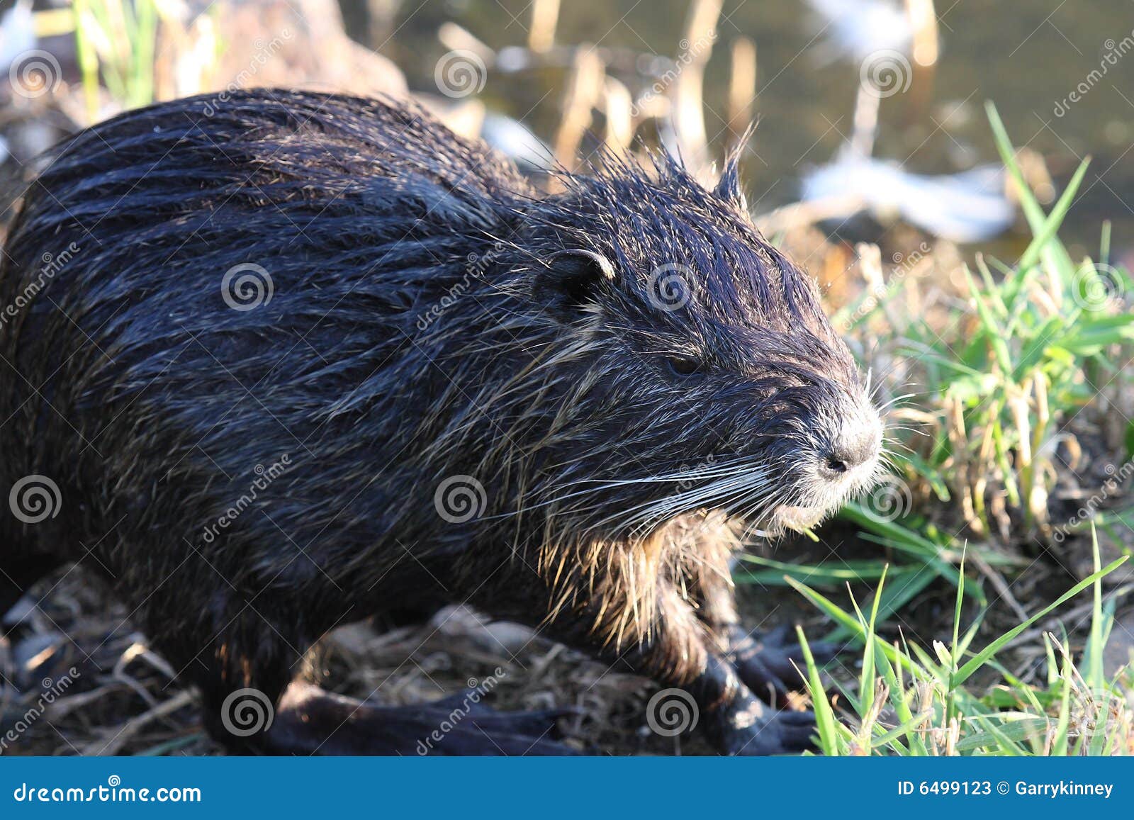 Muskrat feeding stock image. Image of reeds, summer, pond - 6499123