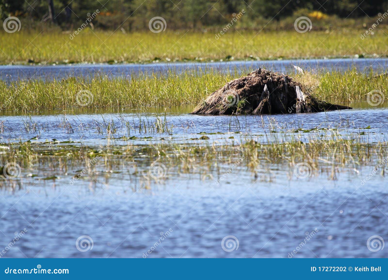 Muskrat House in Wildrice stock photo. Image of water - 17272202