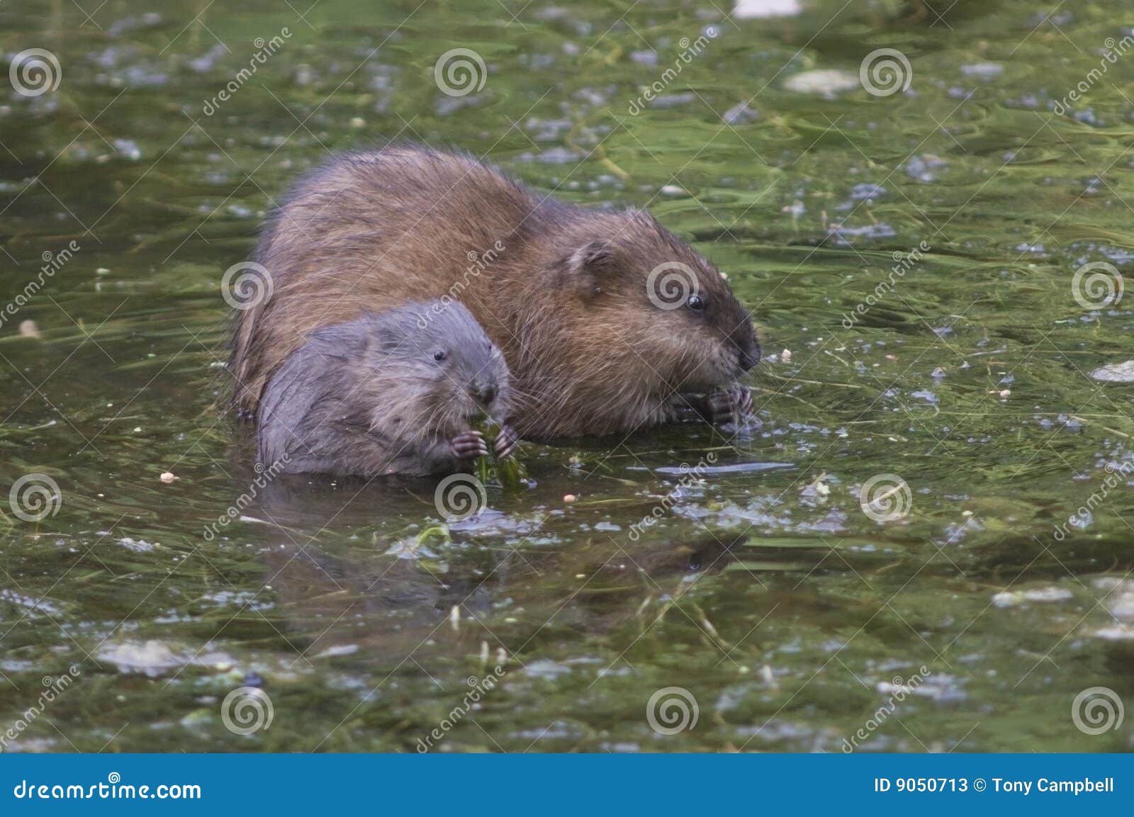 Muskrat mom and baby stock image. Image of wildlife, mammal - 9050713