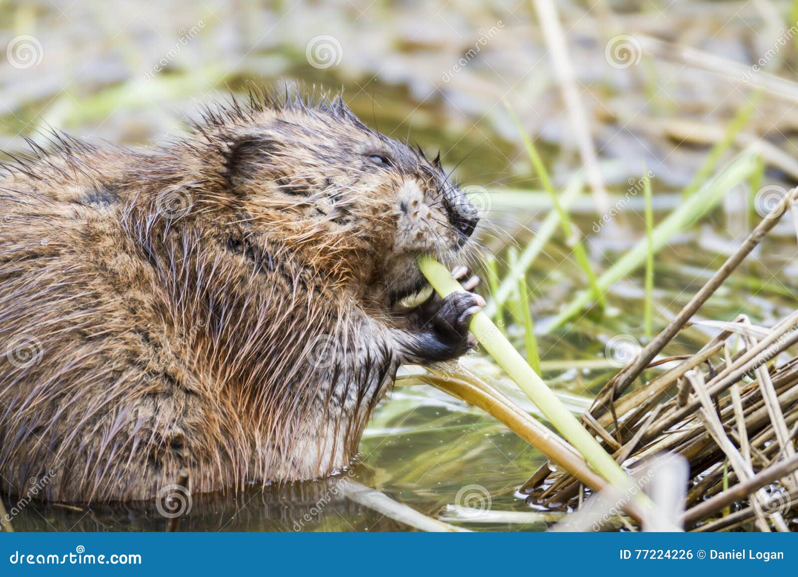 Muskrat munchies stock photo. Image of marsh, rodent - 77224226